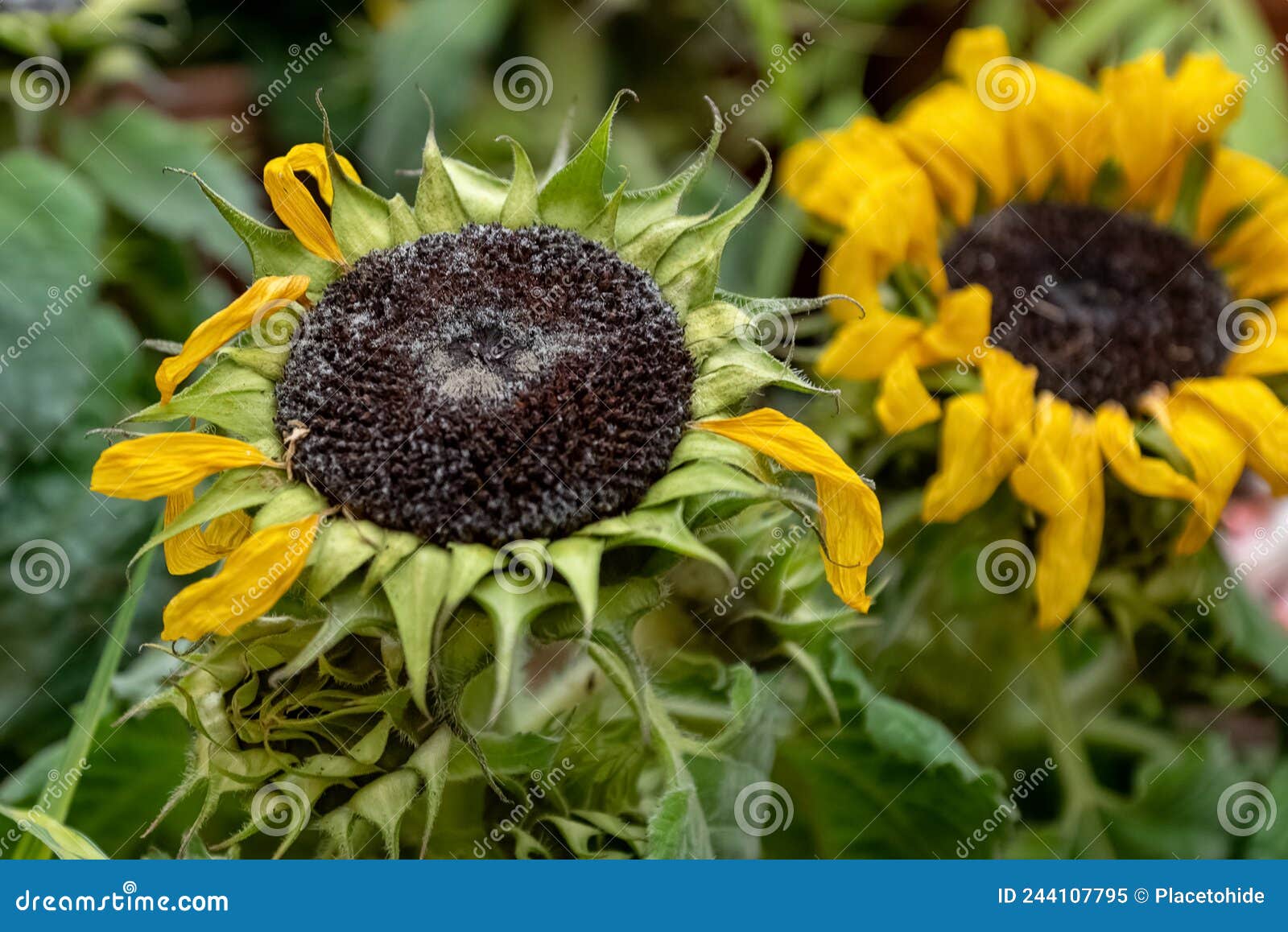 Sunflower Inflorescence with Fallen Petals Close-up Stock Image - Image ...