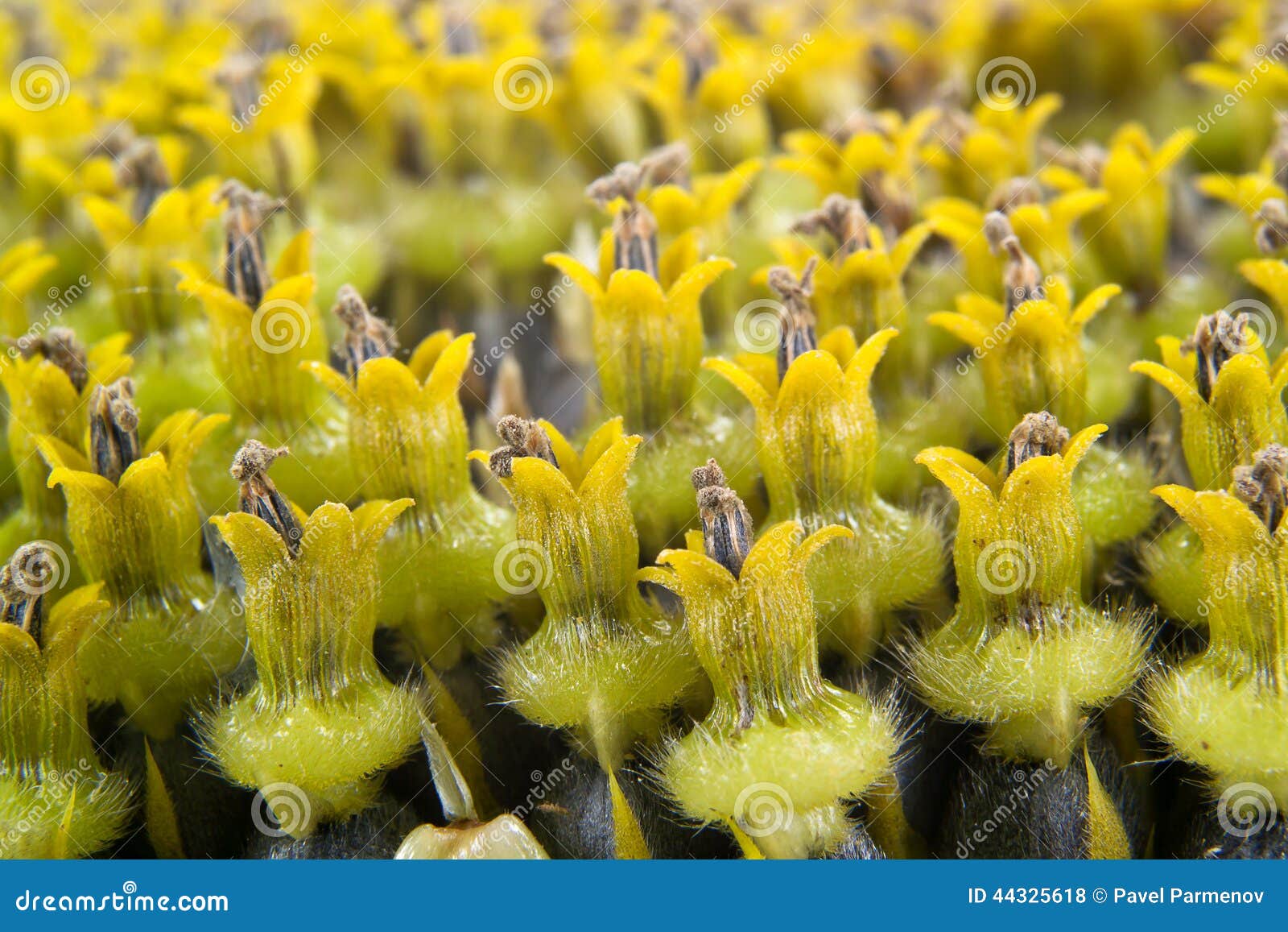 Sunflower stock photo. Image of bloom, yellow, fresh - 44325618
