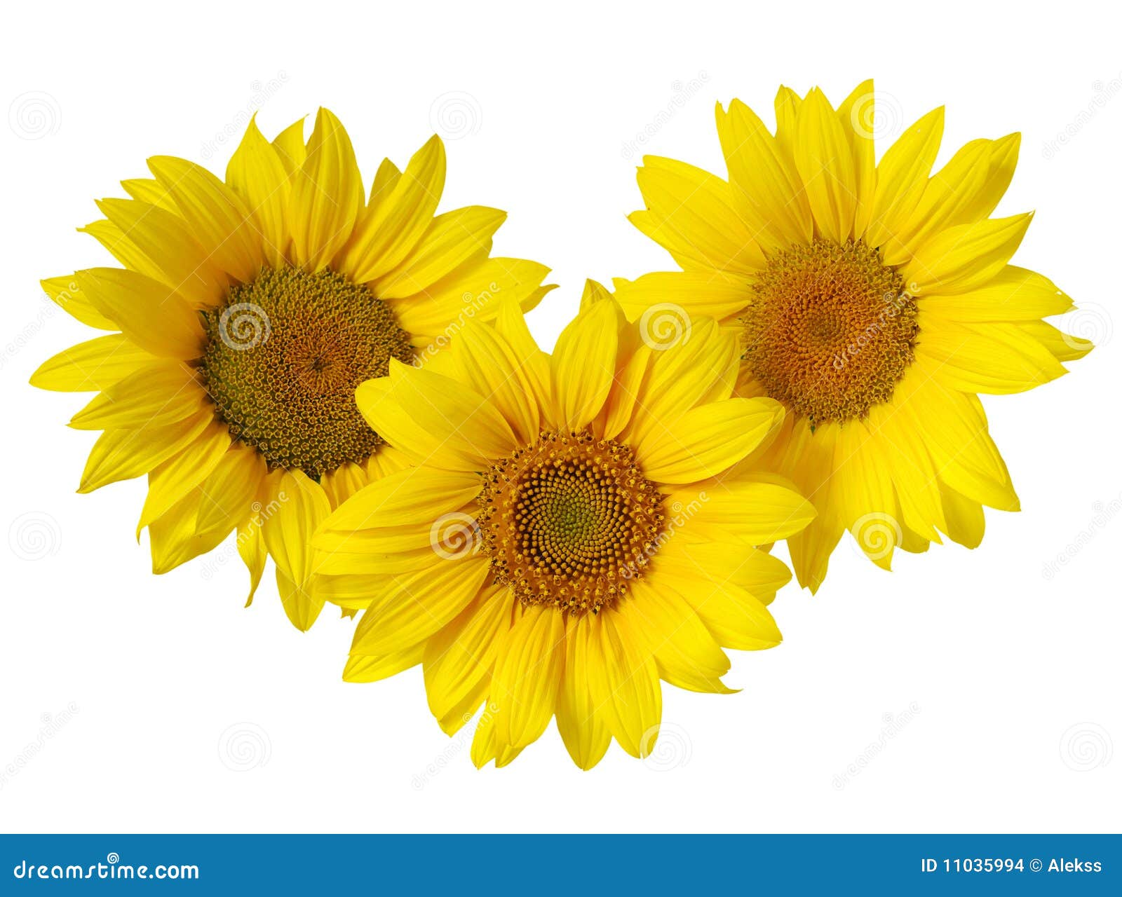 Sunflower isolated stock photo. Image of field, floral - 11035994