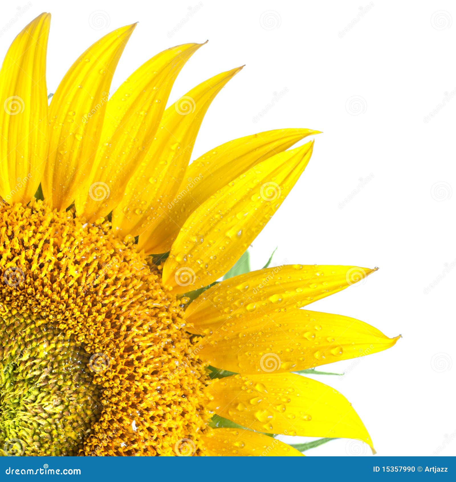 Sunflower isolated stock photo. Image of freshness, flower - 15357990