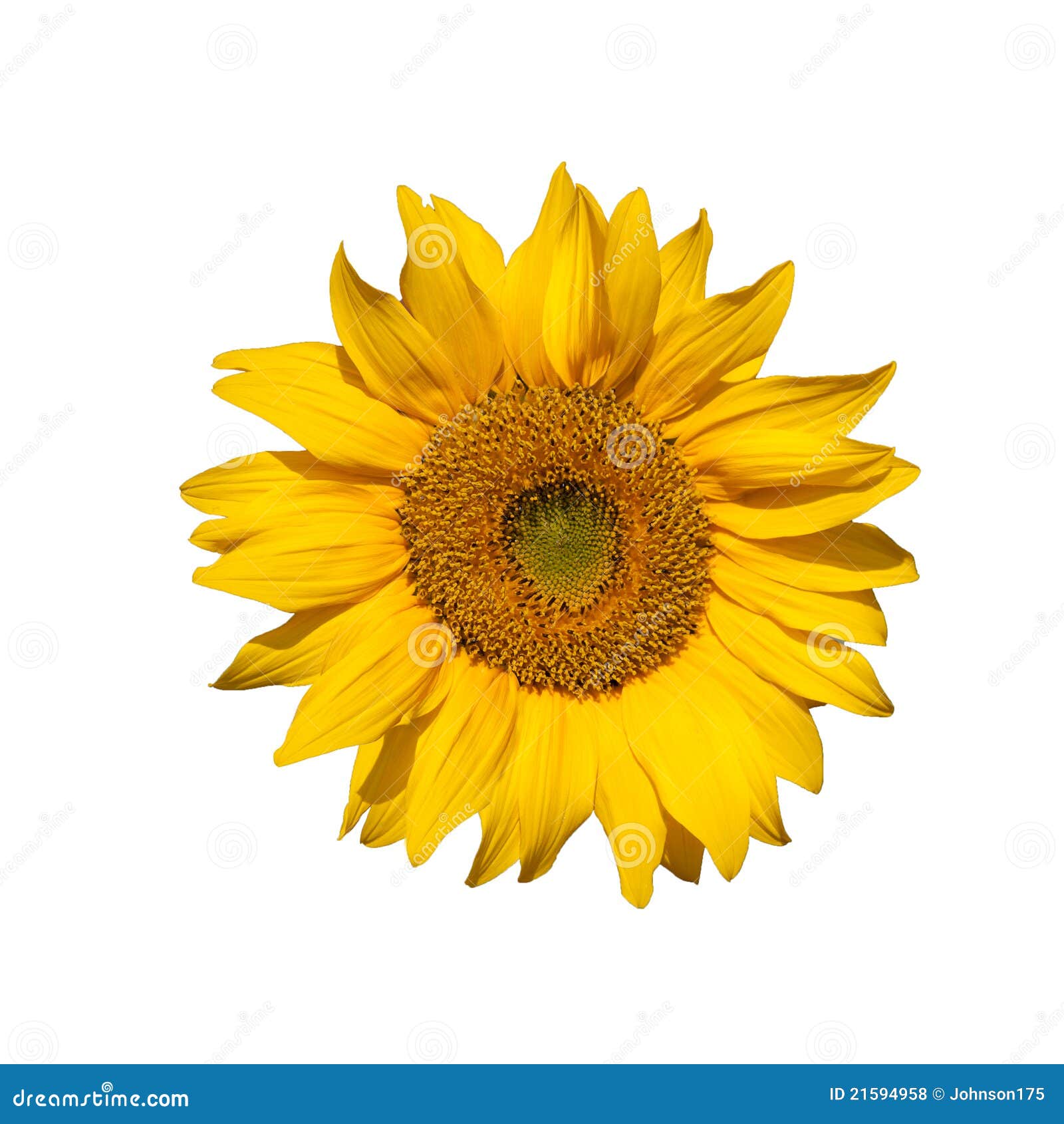Sunflower Isolated stock photo. Image of blooming, season - 21594958