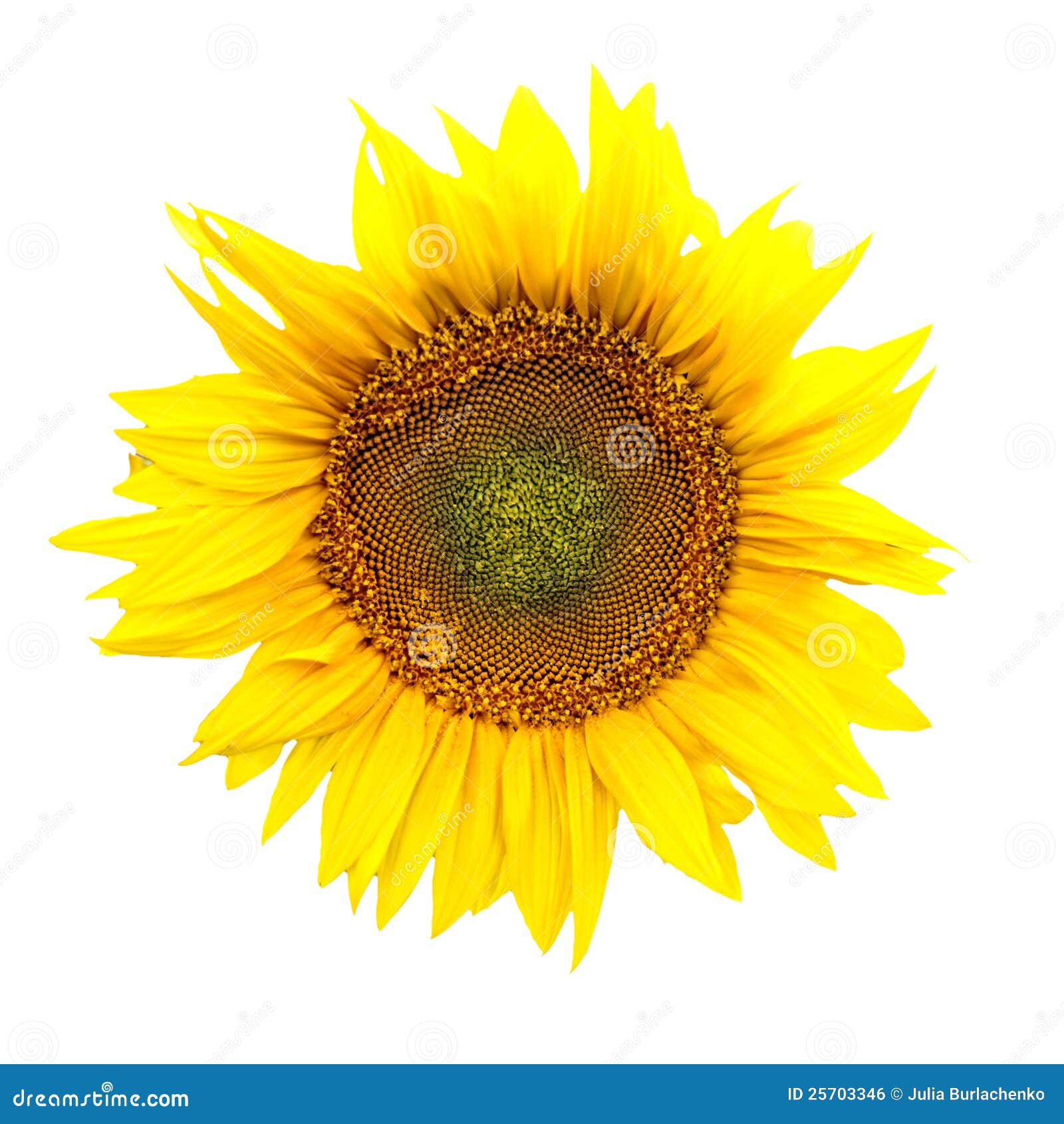 Sunflower isolated stock photo. Image of round, clipping - 25703346