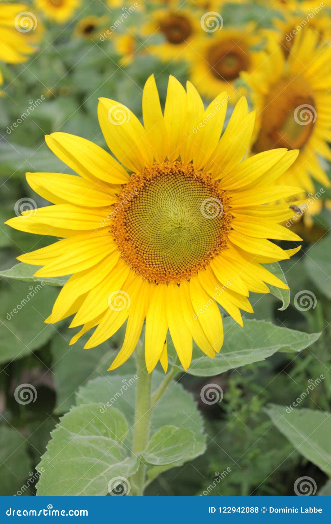 Sunflower stock photo. Image of flora, isolated, maximum - 122942088