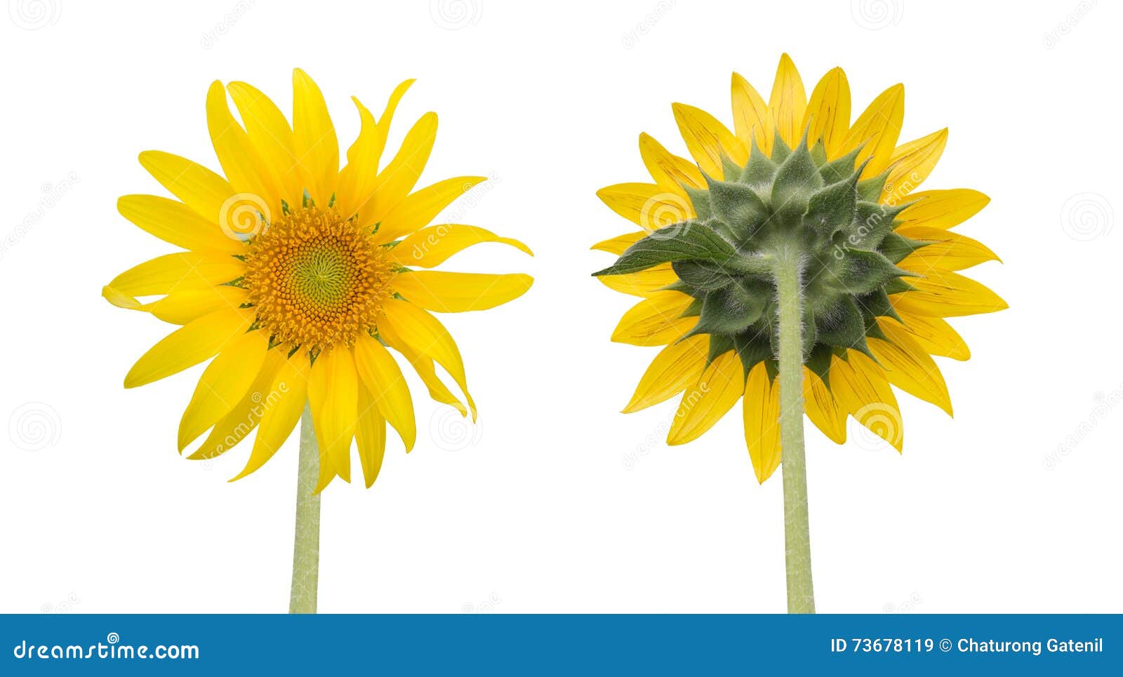 230 Sunflower Back Isolated Photos - Free & Royalty-Free Stock Photos ...