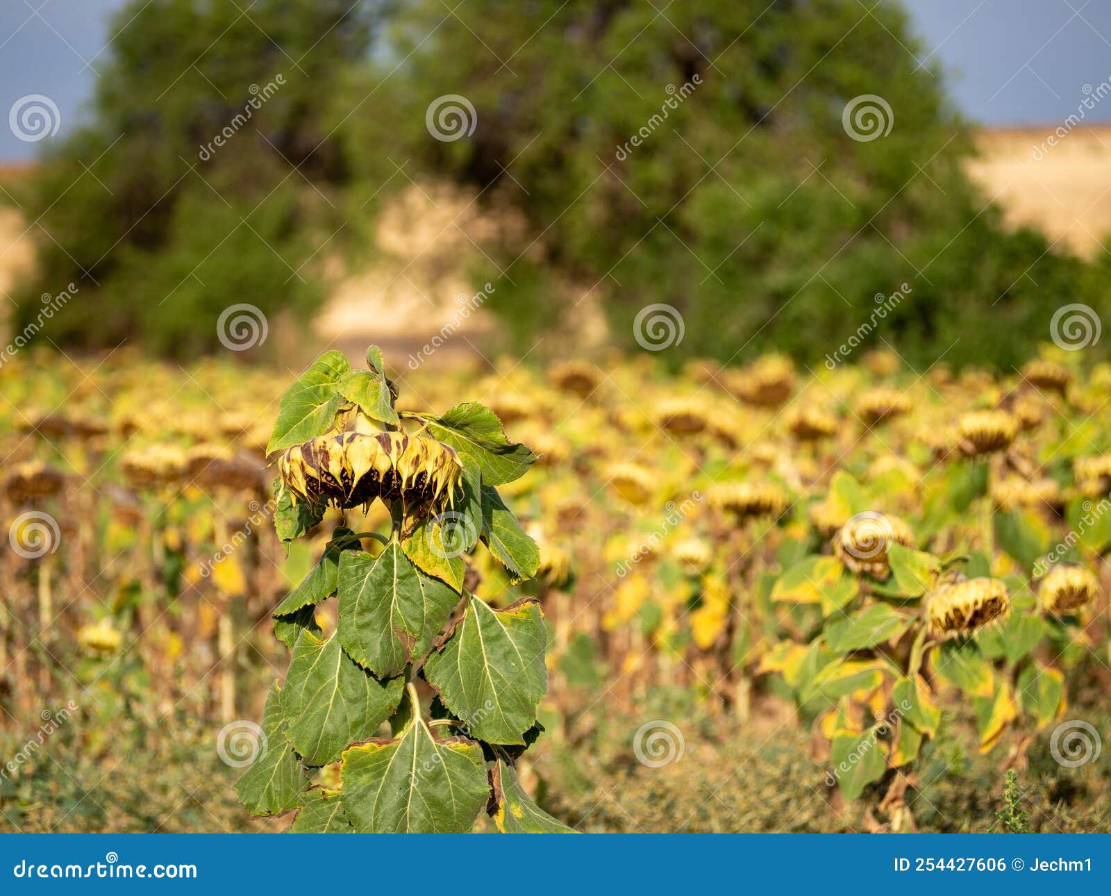 Sunflower Isolated from the Group. Concept of Loneliness and Social ...