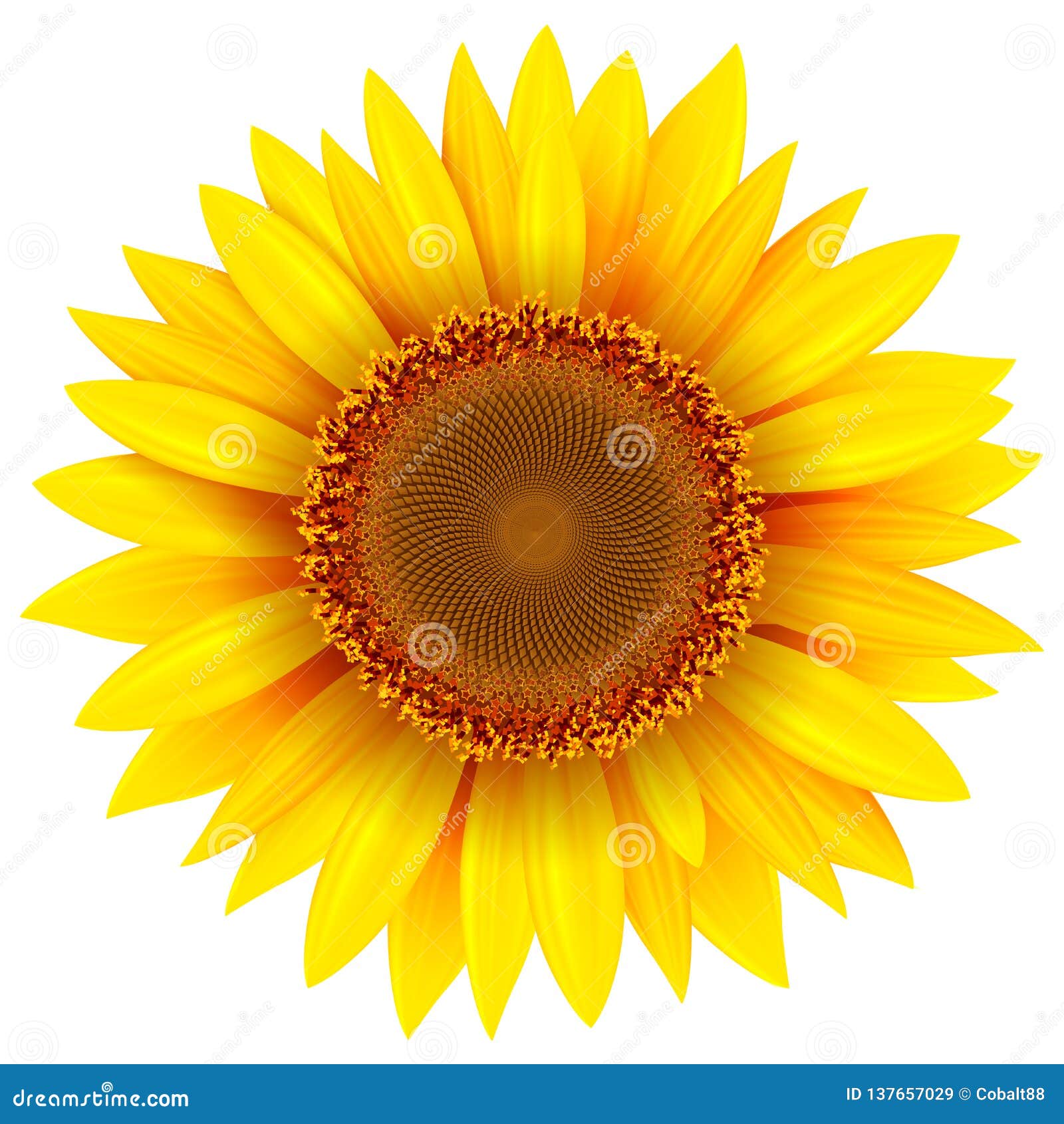 Sunflower Isolated, Vector Flower Stock Vector - Illustration of flower ...