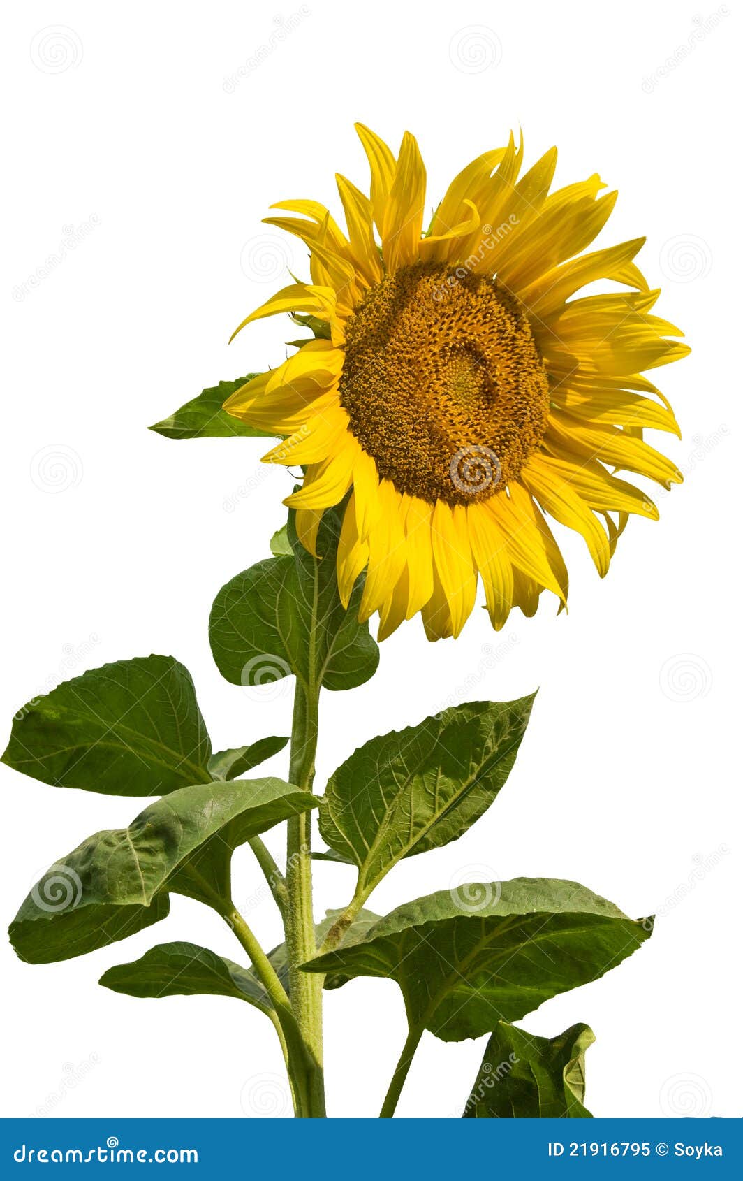 Sunflower Isolated on White Stock Image - Image of energy, light: 21916795