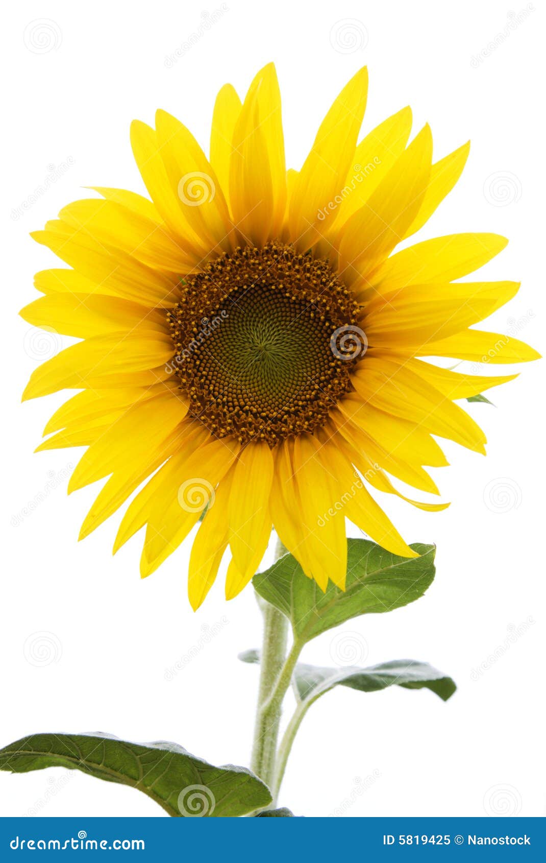 Sunflower Isolated on White Stock Image - Image of copy, garden: 5819425