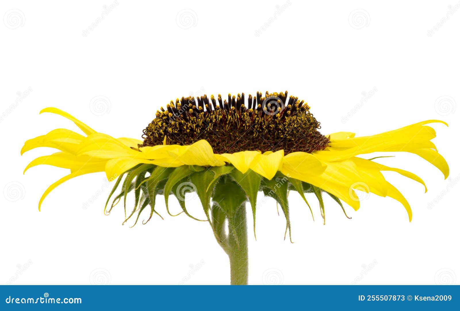 Yellow sunflower isolated stock image. Image of sunflower - 255507873