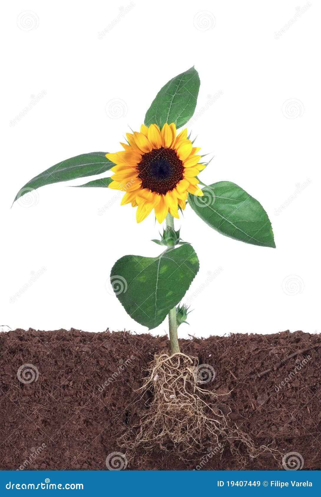 Sunflower Isolated on White with Root Stock Image - Image of blooming ...