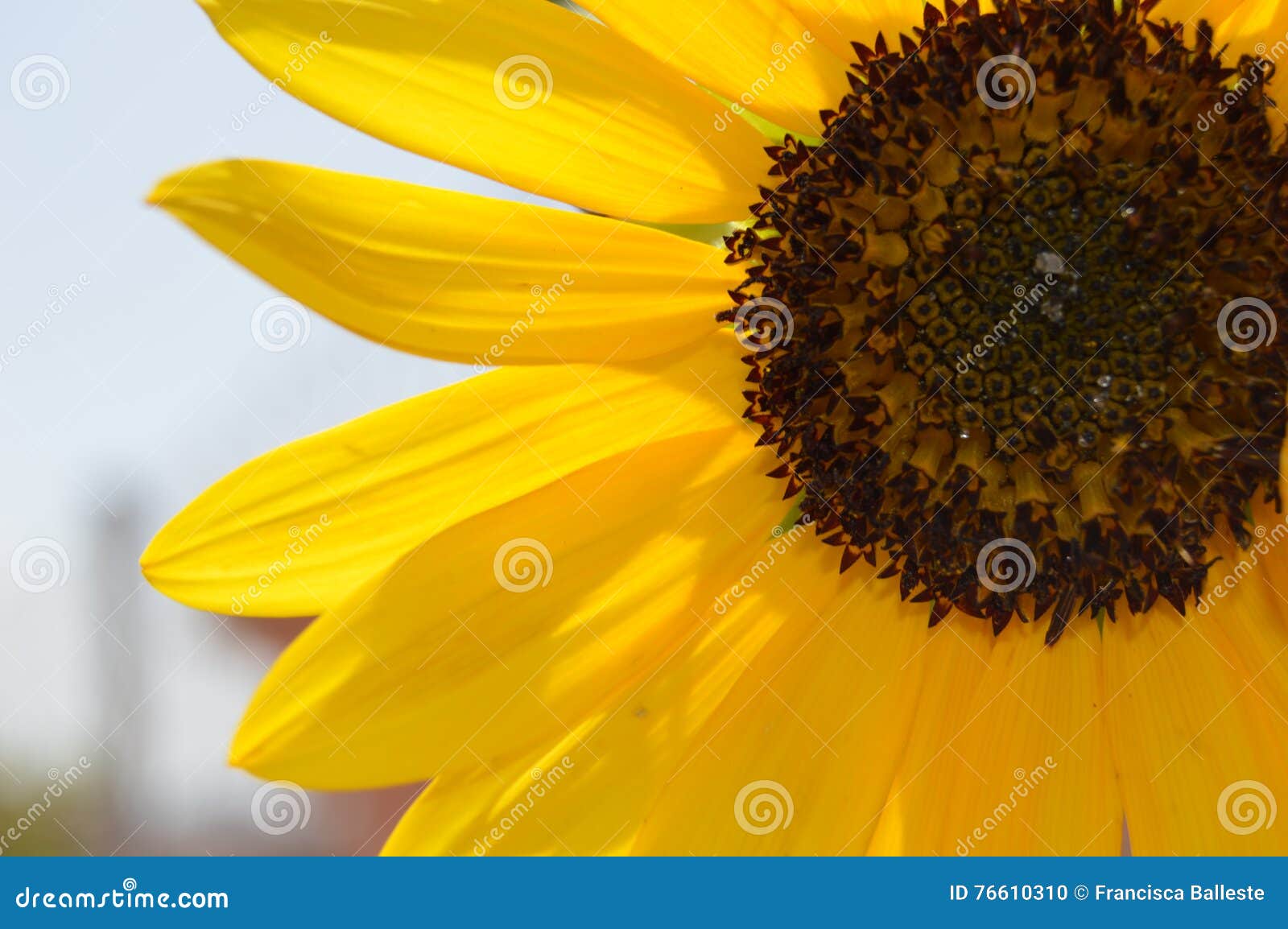 Sunflower stock photo. Image of flower, simple, sunflower - 76610310