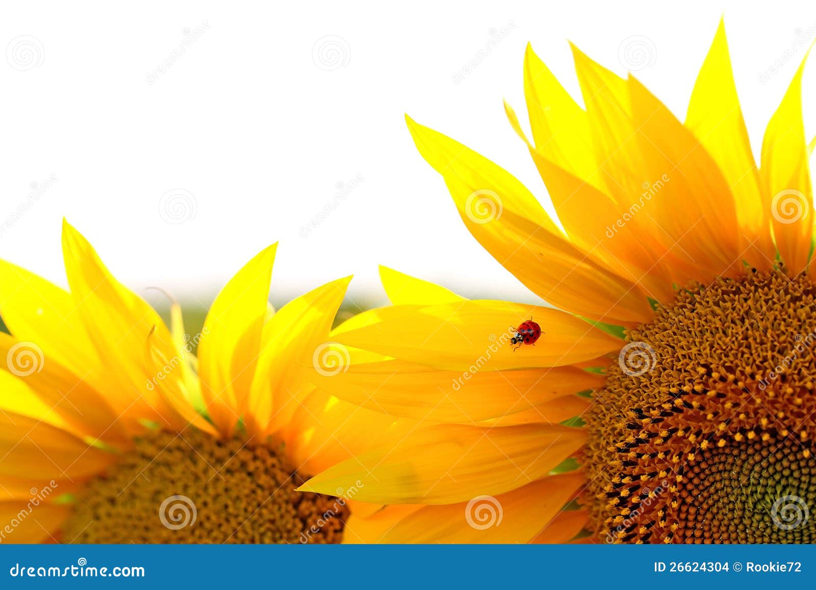 Sunflower & ladybug stock photo. Image of agriculture - 26624304