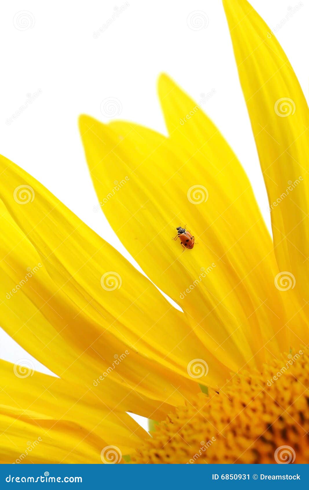 Sunflower and ladybug stock image. Image of overlay, beauty - 6850931