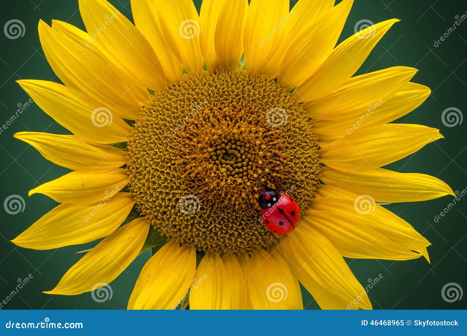 Sunflower and ladybug stock image. Image of growth, seed - 46468965