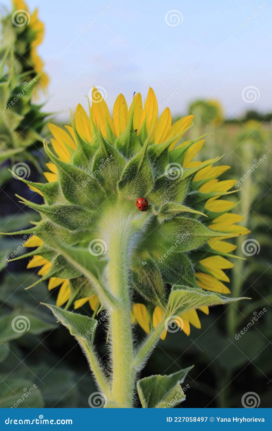 Sunflower and ladybug stock image. Image of petal, fild - 227058497