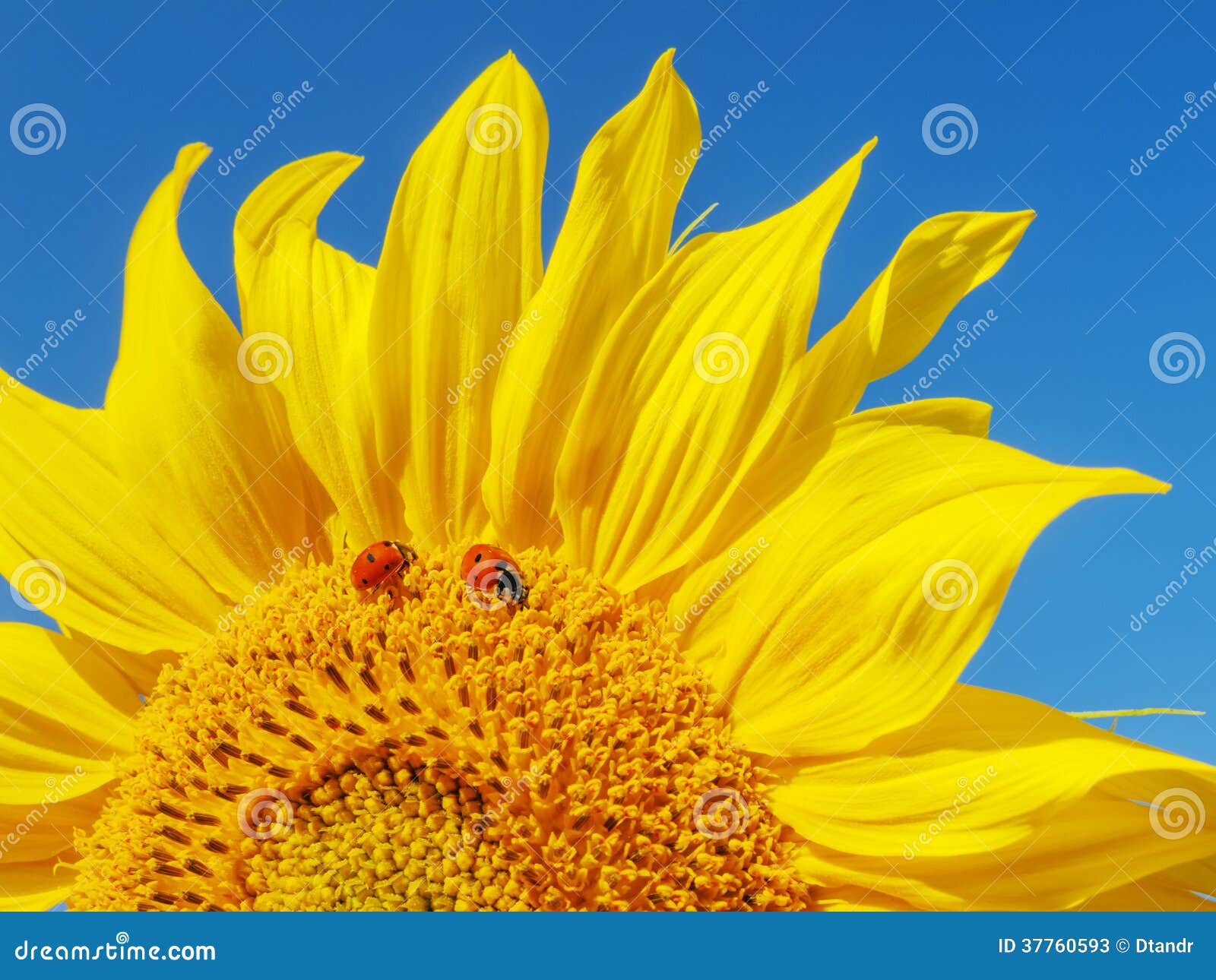 Sunflower and ladybugs. stock image. Image of sunshine - 37760593