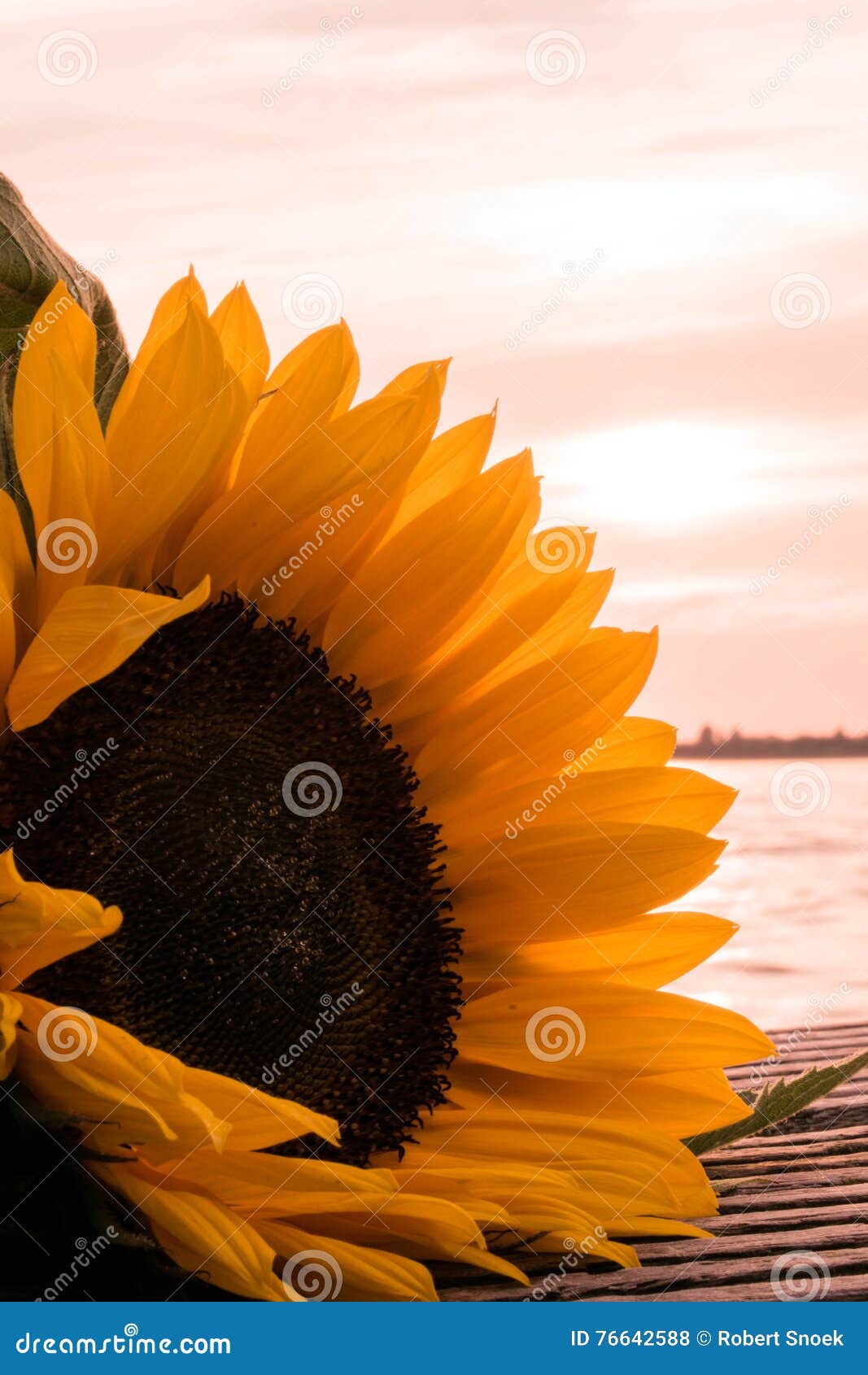 Sunflower at the lake stock photo. Image of petal, flower - 76642588