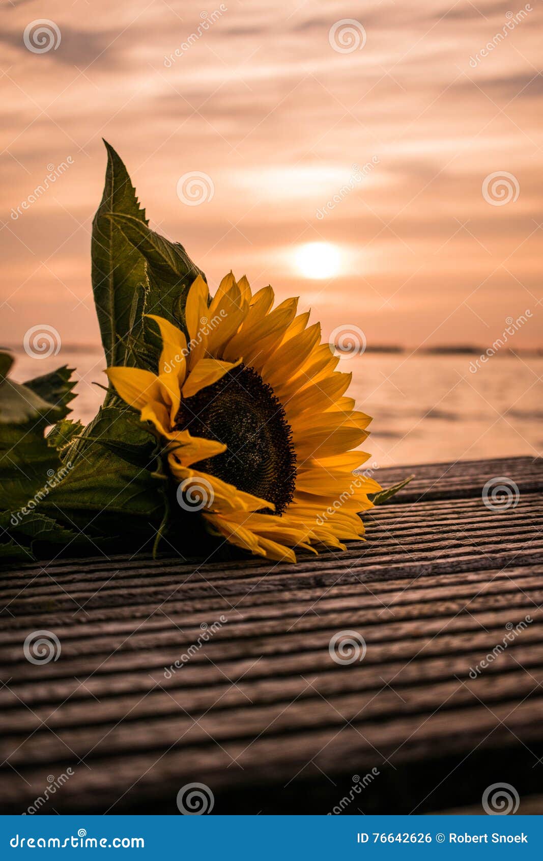 Sunflower at the lake stock photo. Image of sunset, sunflower - 76642626