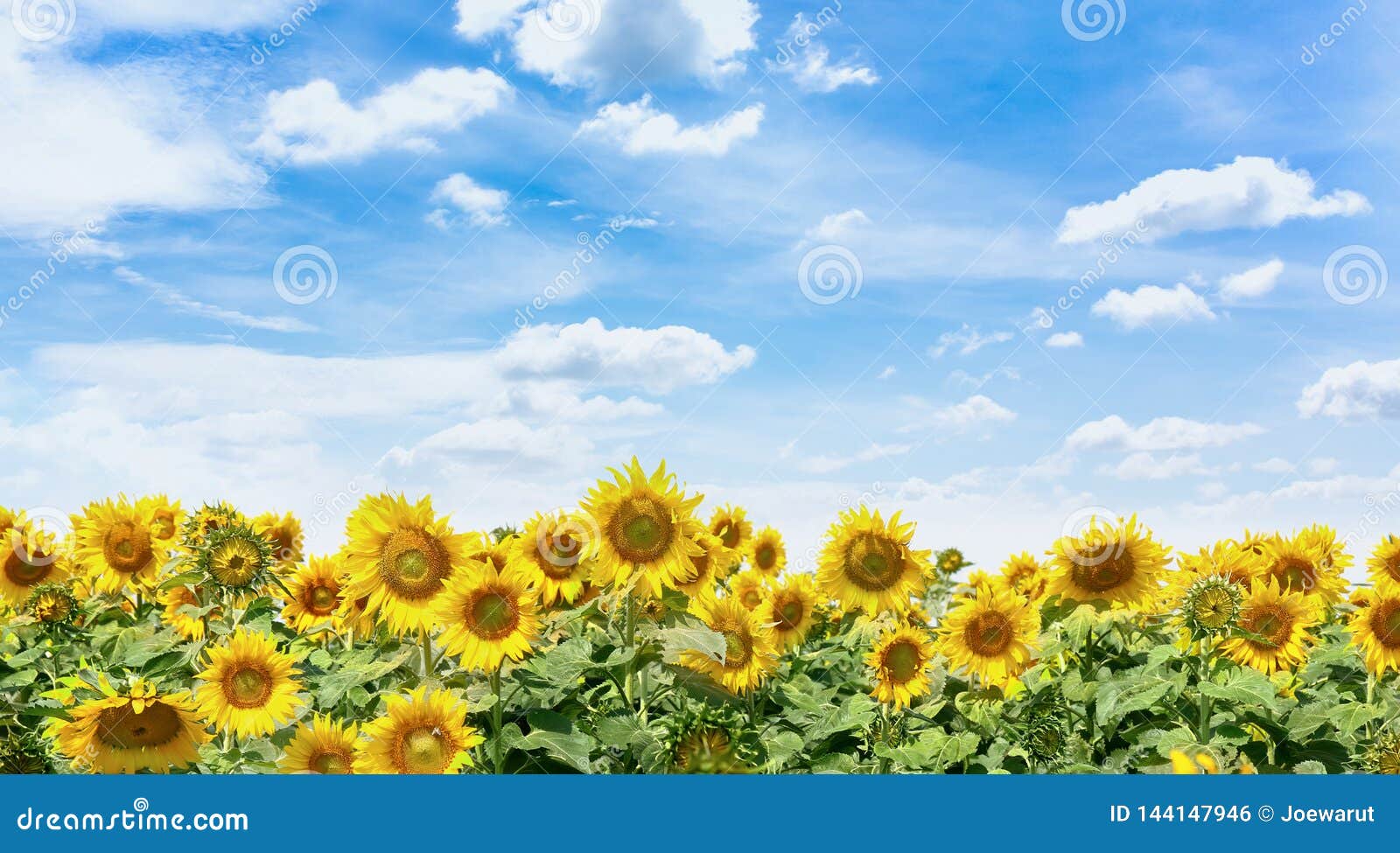 Sunflower Land and Summer Sky Stock Photo - Image of landscape, summer ...