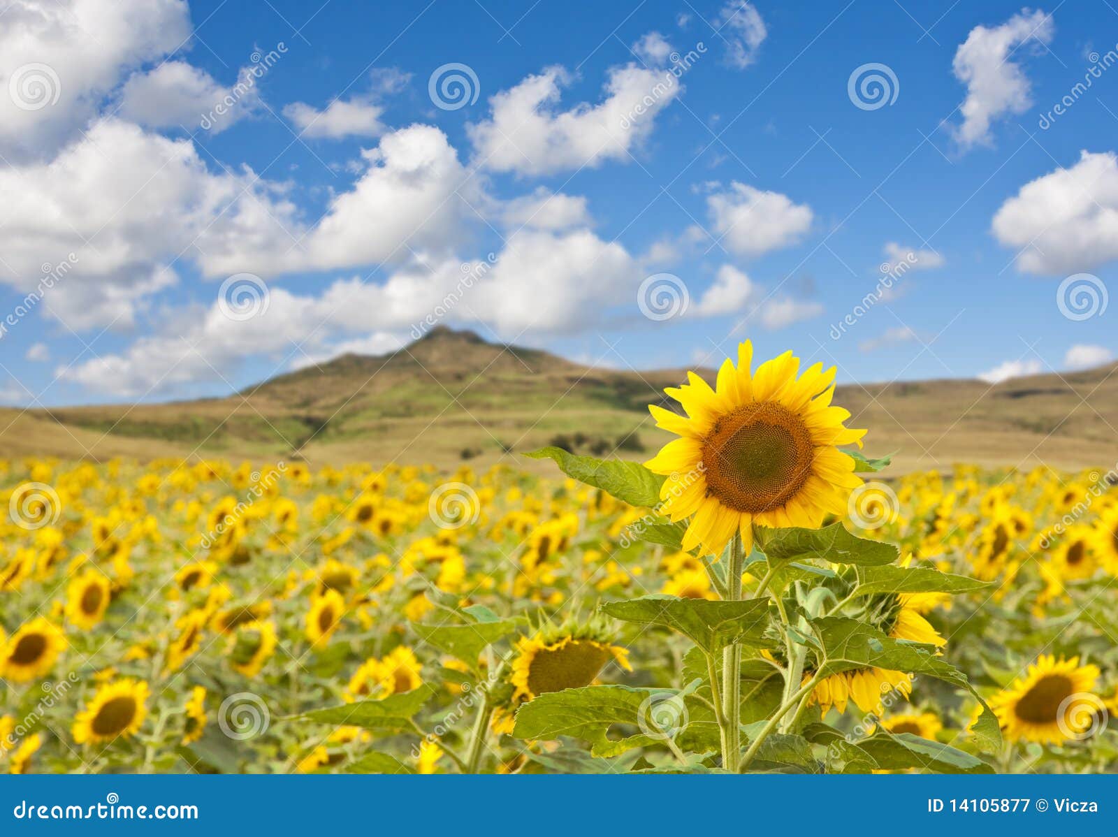 Sunflower landscape stock image. Image of sunny, colourful - 14105877