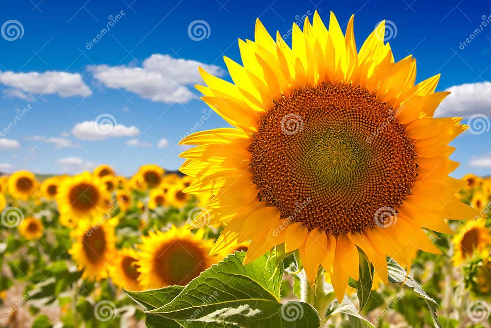 Sunflower landscape stock photo. Image of landscape, growth - 16510072