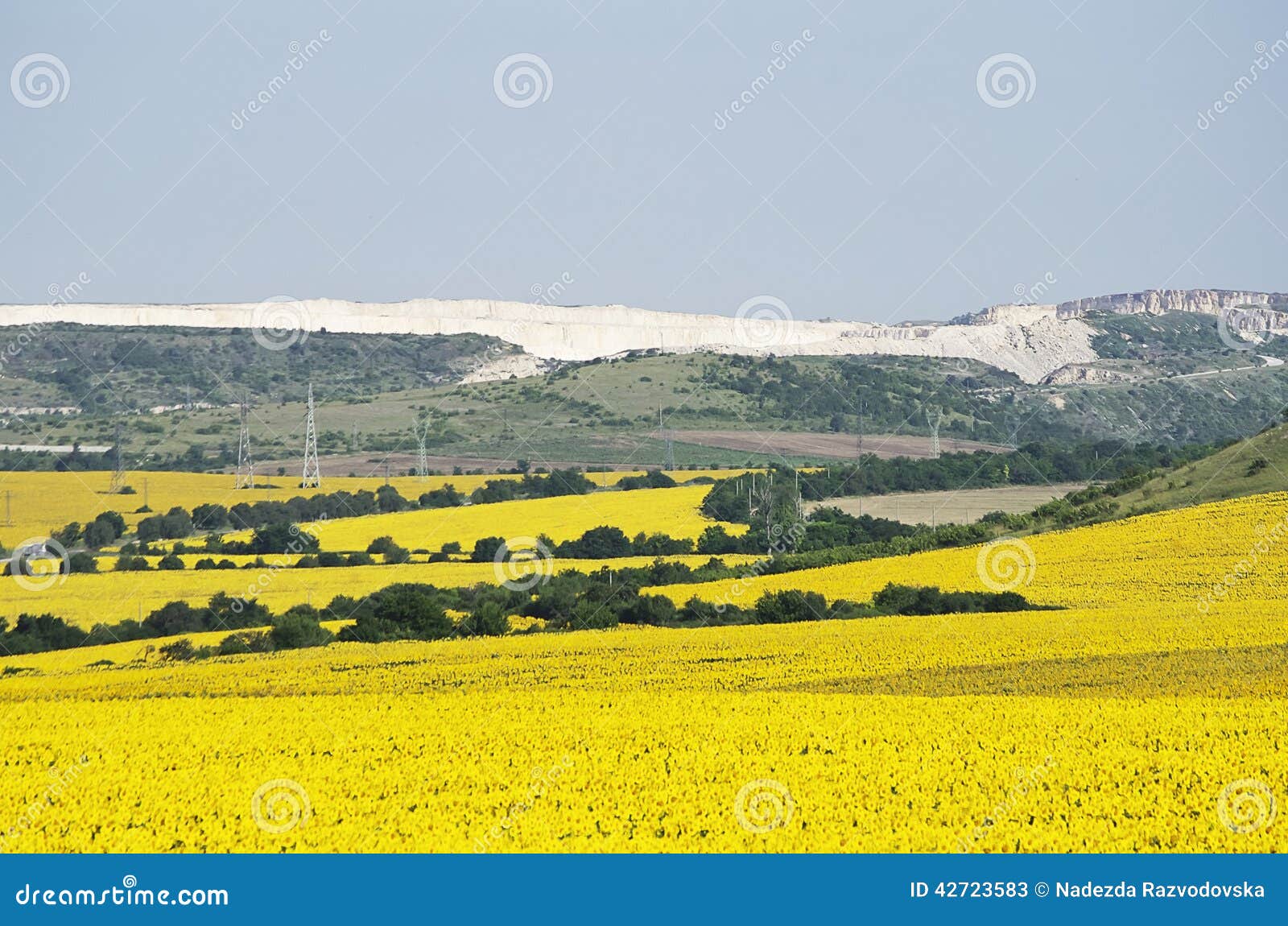 Sunflower Landscape stock image. Image of flora, plant - 42723583