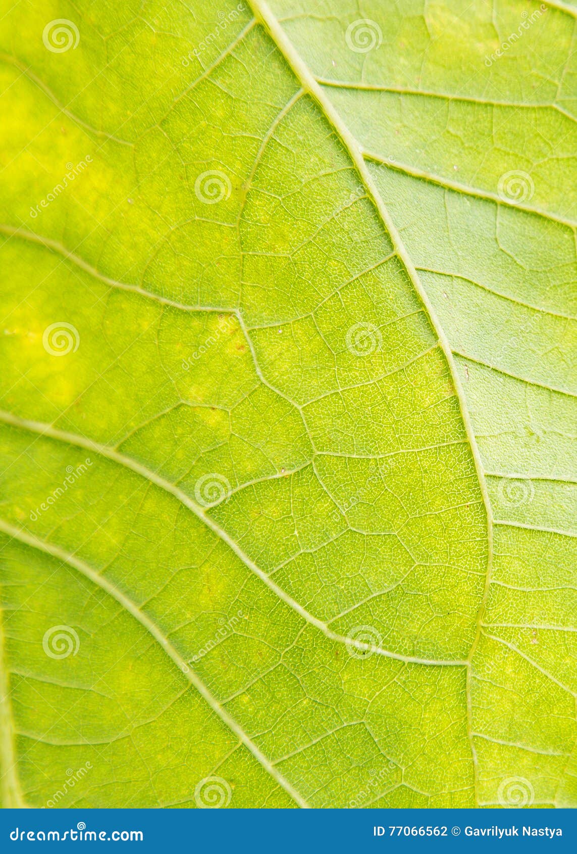 Sunflower Leaf Garden, Texture,Agriculture,flower,botany Stock Photo ...