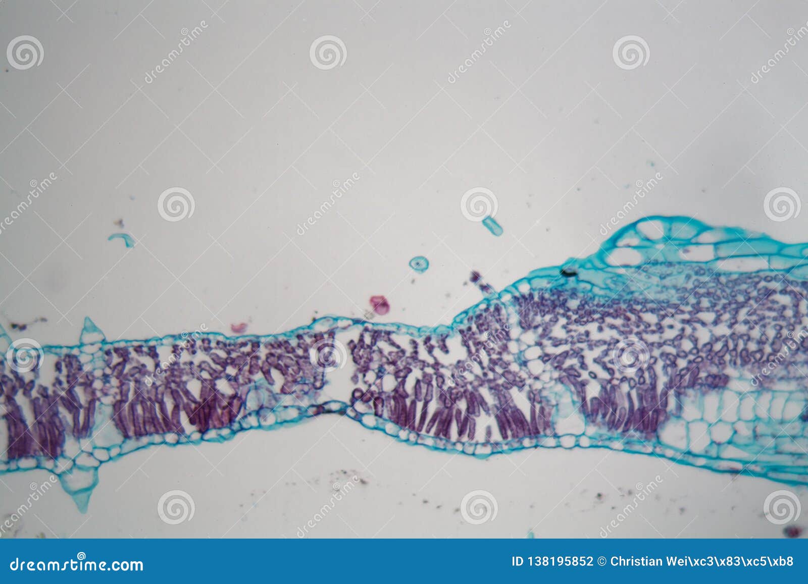 Sunflower Leaf Under the Microscope Stock Photo - Image of leaf ...