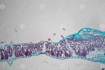 Sunflower Leaf Under the Microscope Stock Photo - Image of leaf ...