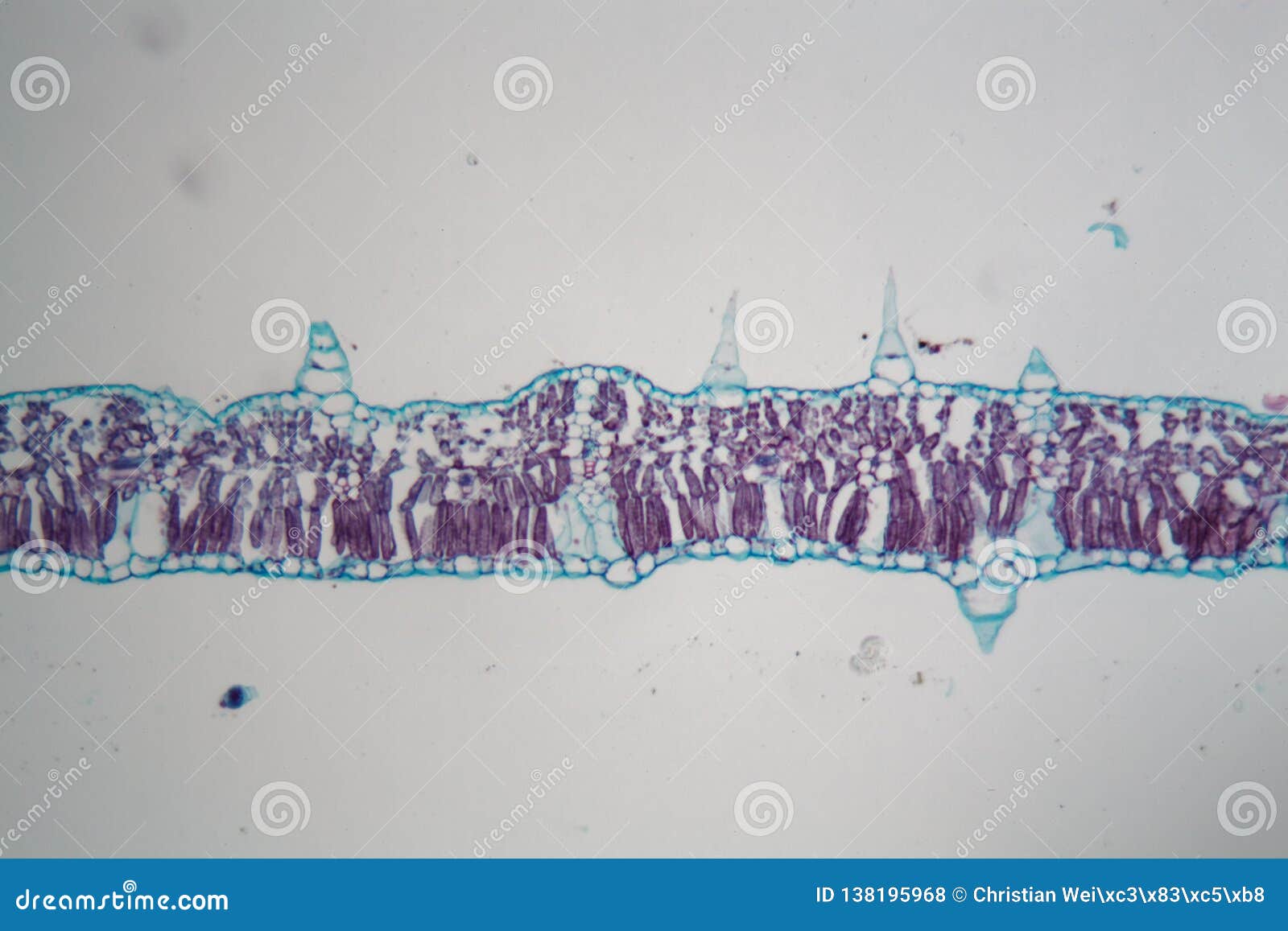 Sunflower Leaf Under the Microscope Stock Photo - Image of histological ...