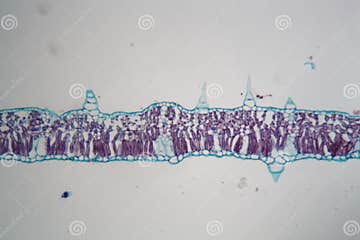 Sunflower Leaf Under the Microscope Stock Photo - Image of histological ...