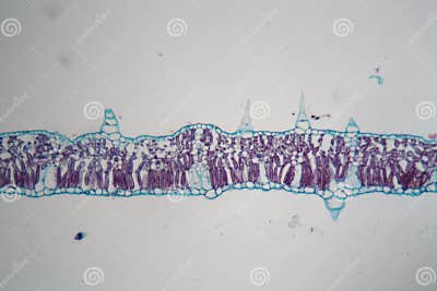 Sunflower Leaf Under the Microscope Stock Photo - Image of histological ...