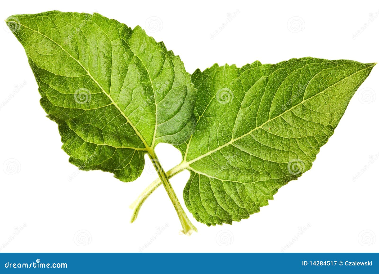 Sunflower leaves isolated stock image. Image of copyspace - 14284517
