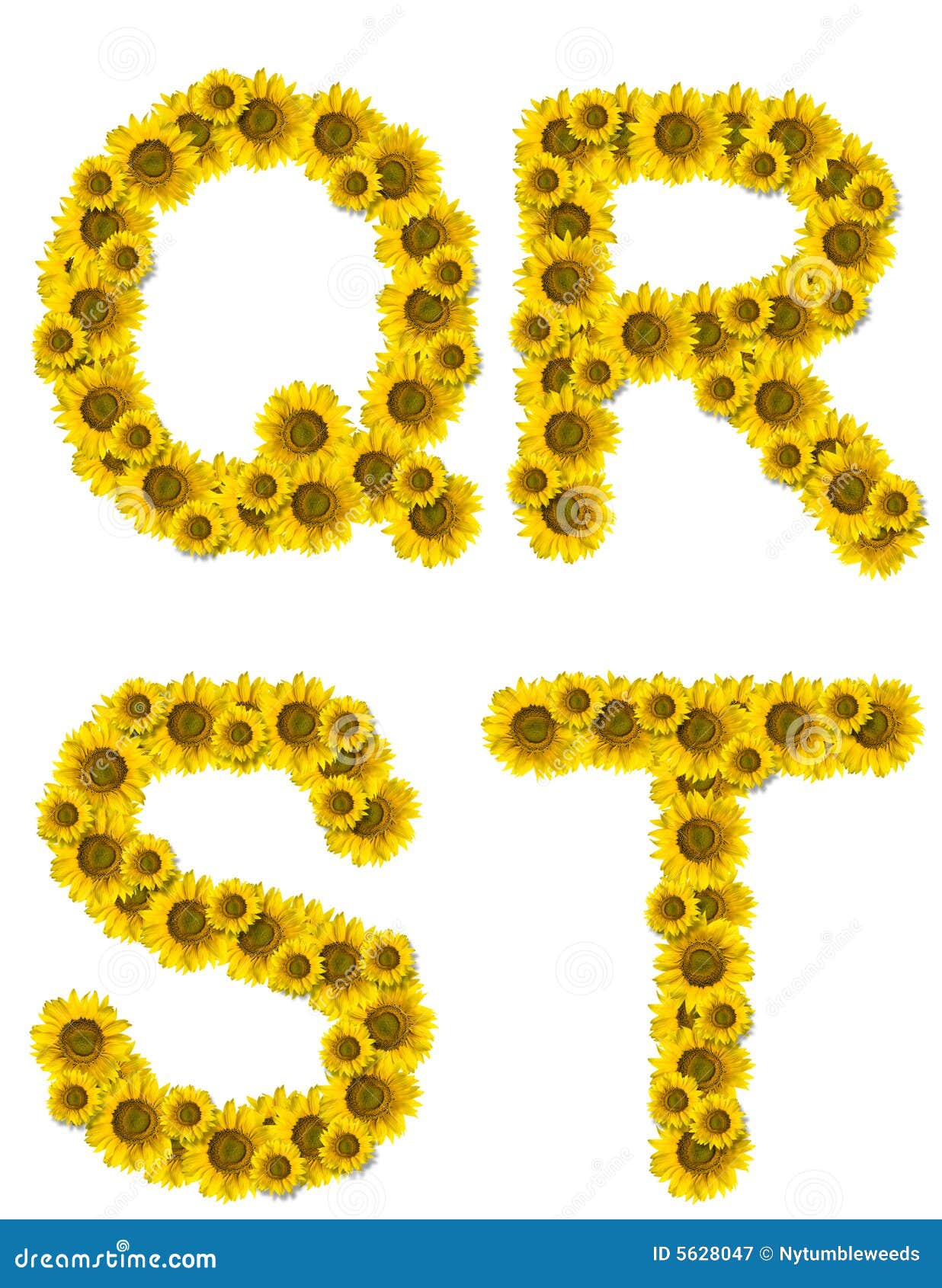 Sunflower letters QRST stock illustration. Illustration of flora - 5628047