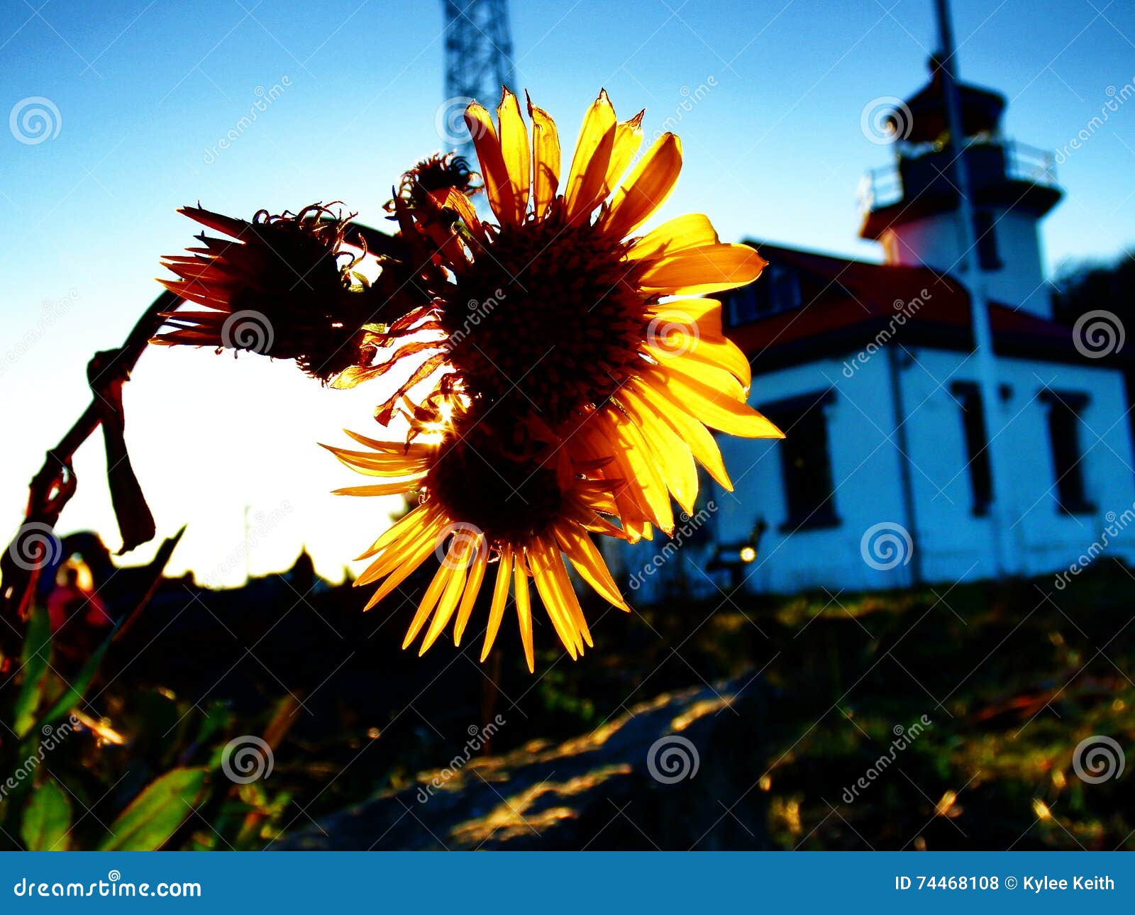 Sunflower stock photo. Image of background, island, floral - 74468108