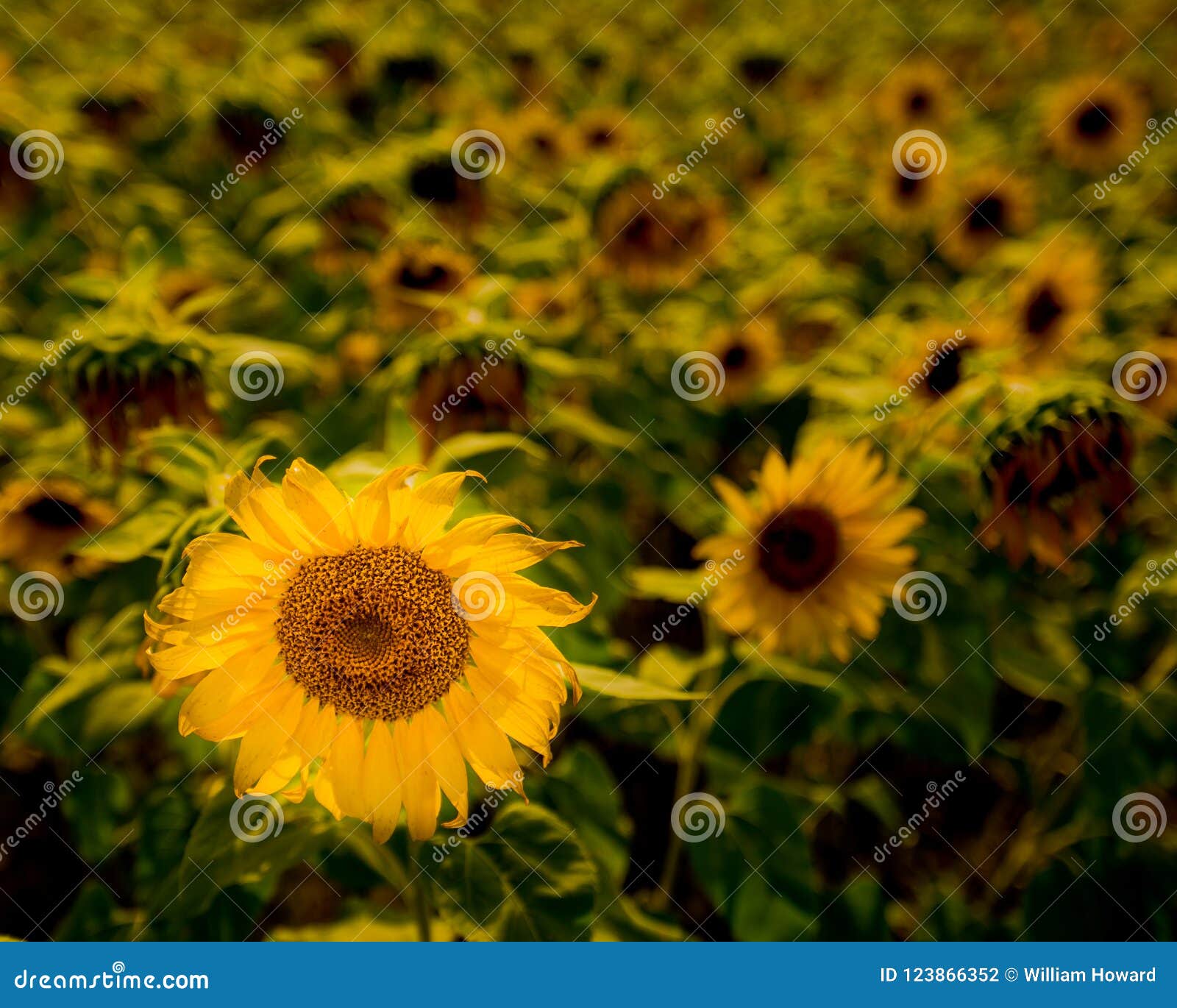 A Sunflower is Lit from the Sun in Front of the Field Stock Photo ...