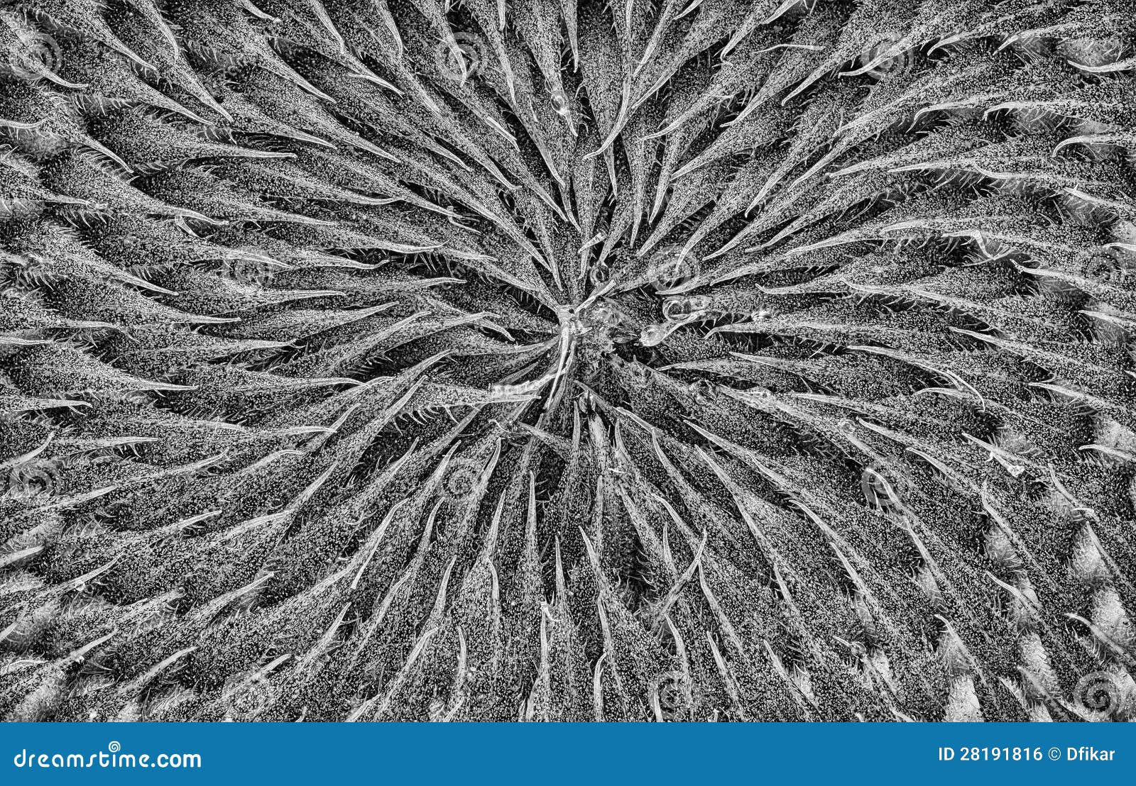 Sunflower Macro stock photo. Image of shine, seed, blossom - 28191816