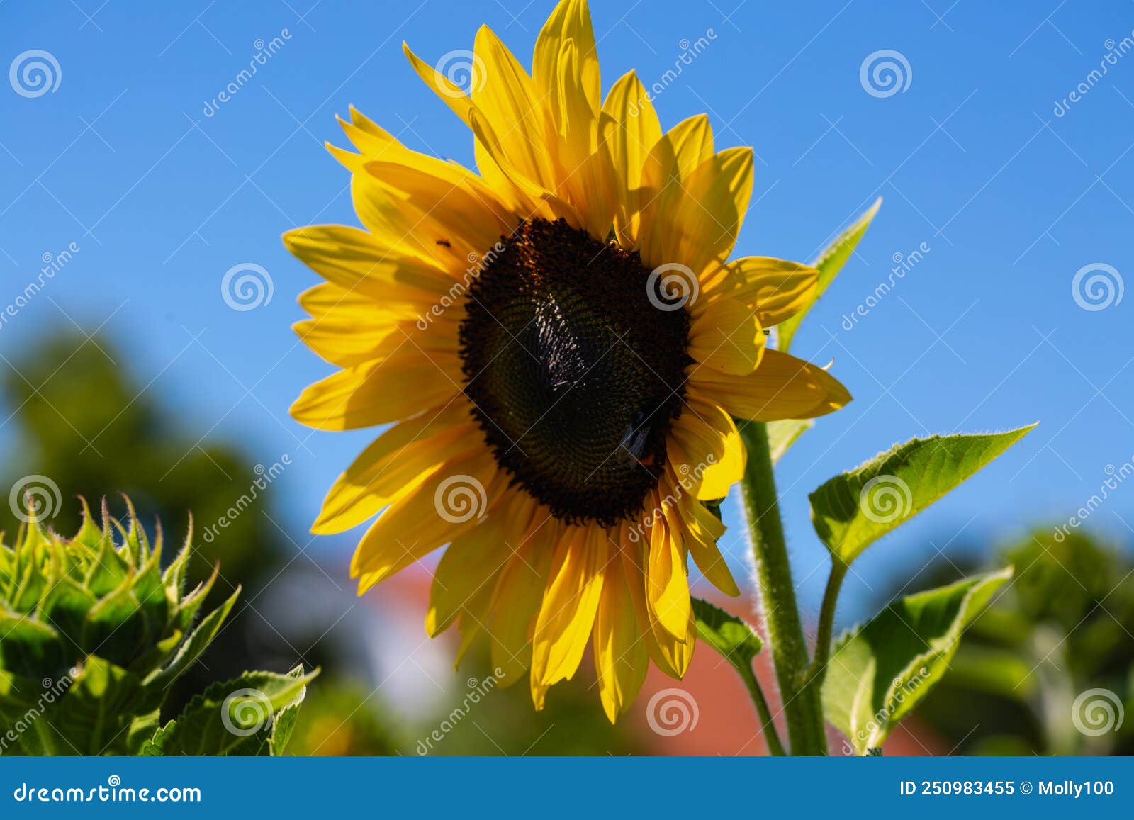 Sunflower Macro Sunflower Alone Nature Stock Image - Image of beautiful ...