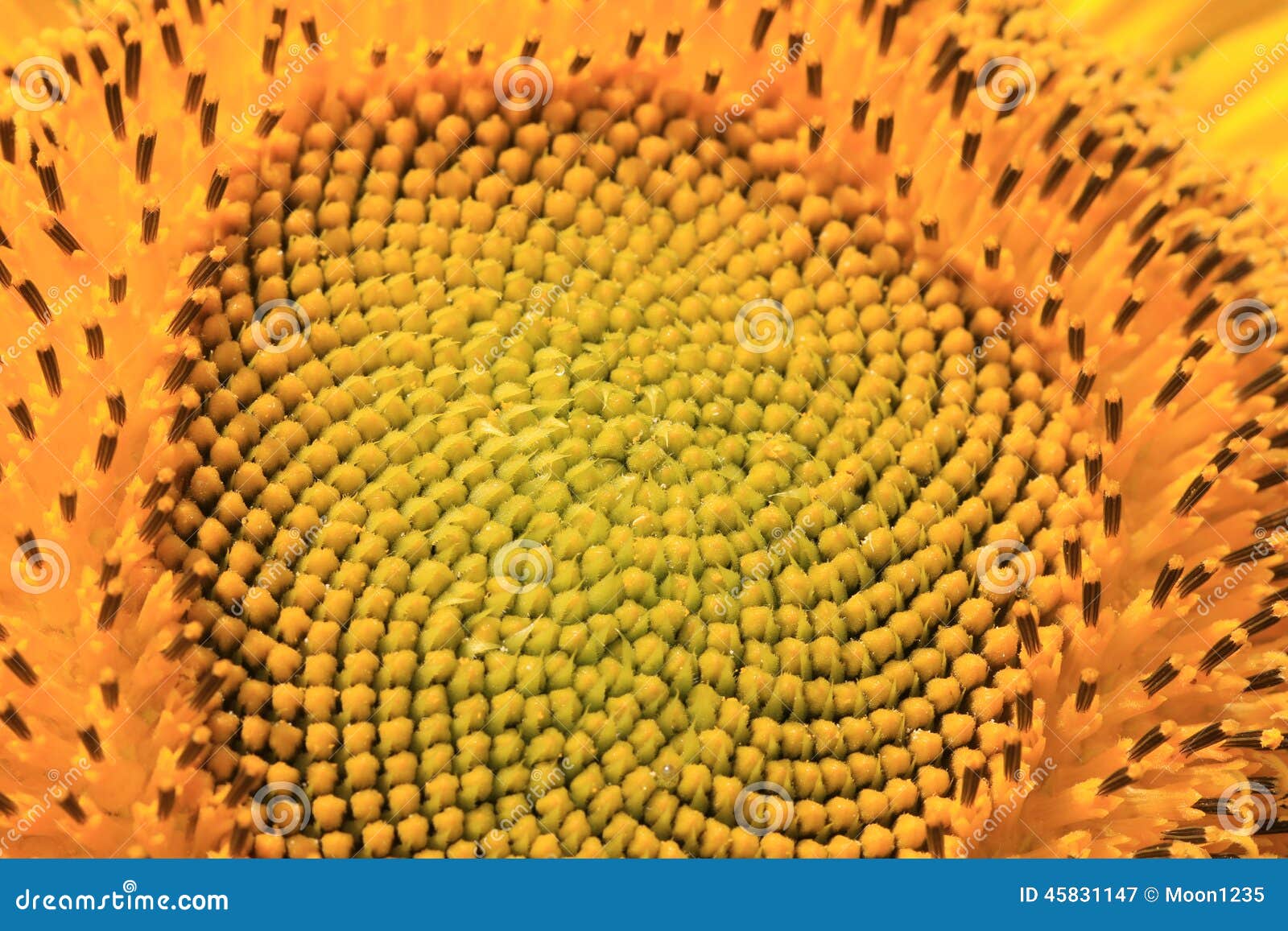 Sunflower macro shot stock image. Image of green, closeup - 45831147