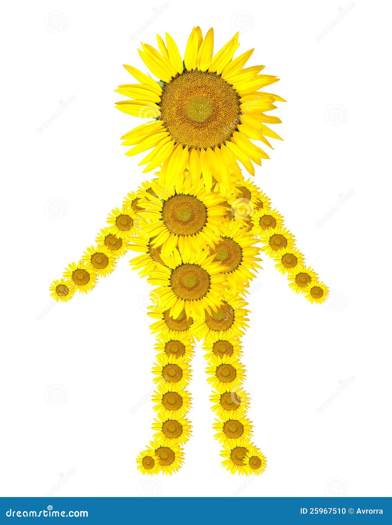 Sunflower Man Isolated on White Stock Photo - Image of botany, color ...