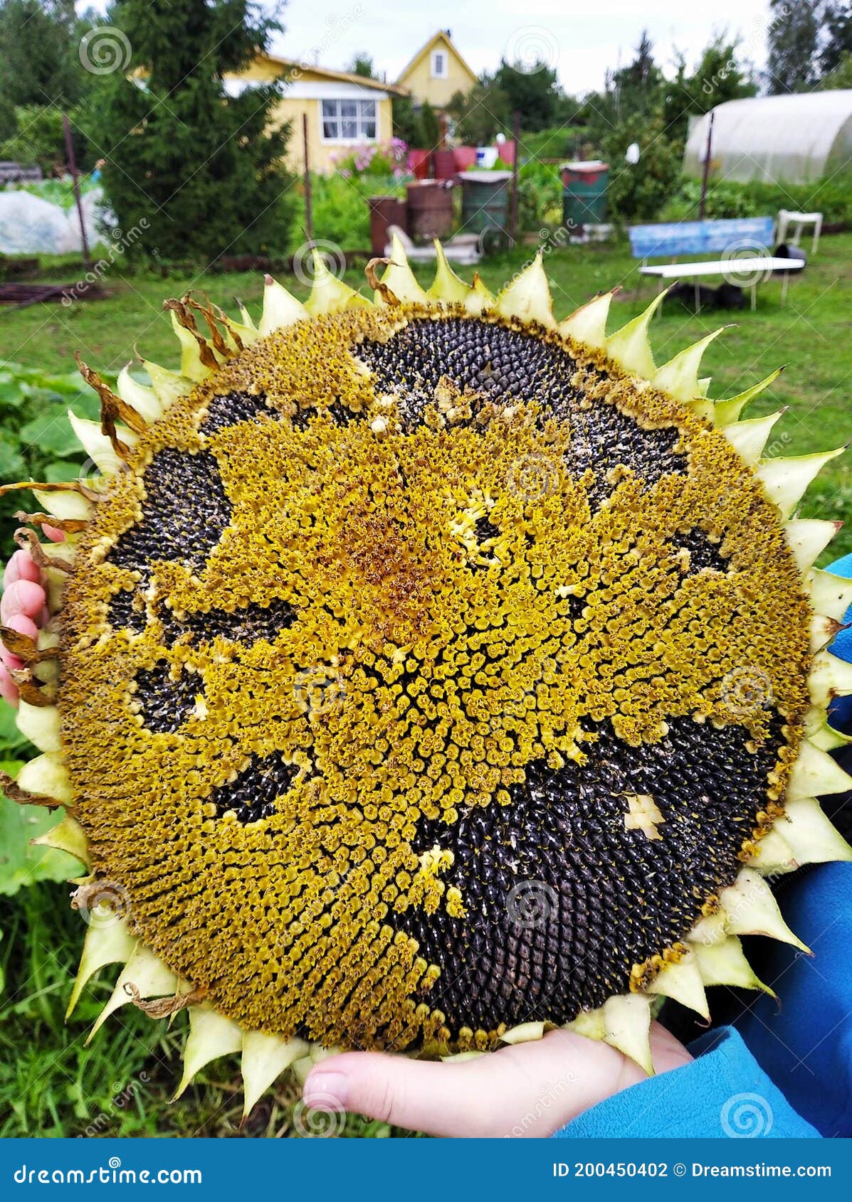 Sunflower map stock photo. Image of flower, vegetable - 200450402