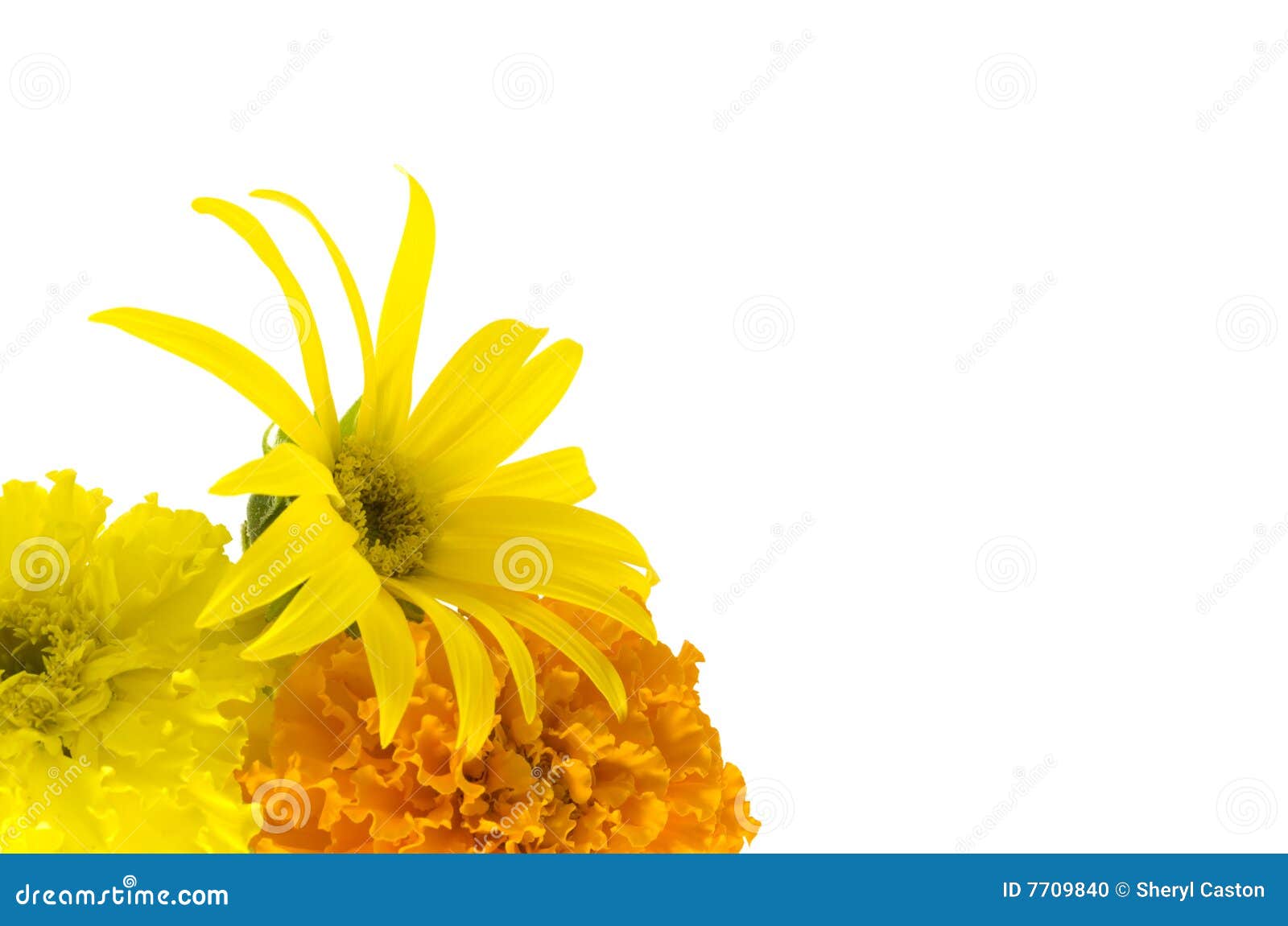 Marigold Background Stock Photography | CartoonDealer.com #17768306