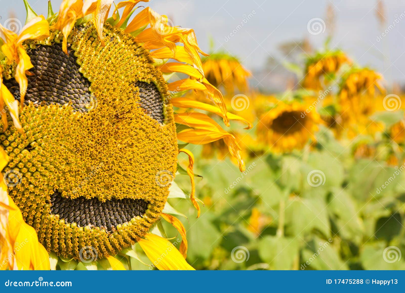 Sunflower Mark stock photo. Image of blue, floral, flower - 17475288