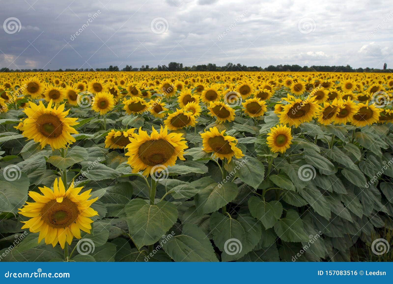 Sunflower on a Meadow with Overcast Sky Stock Photo - Image of bloom ...