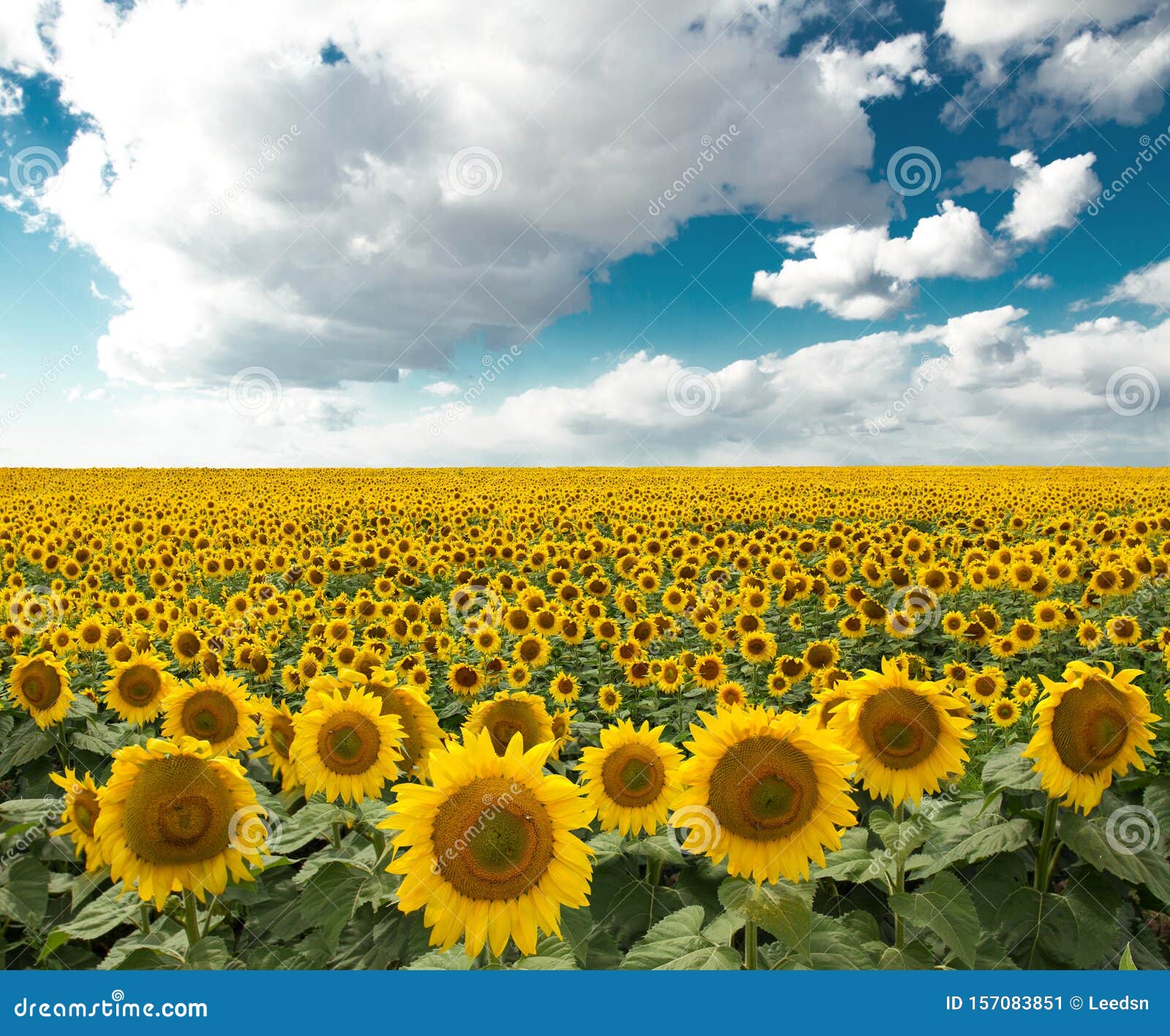 Sunflower on a Meadow with Overcast Sky Stock Image - Image of growth ...
