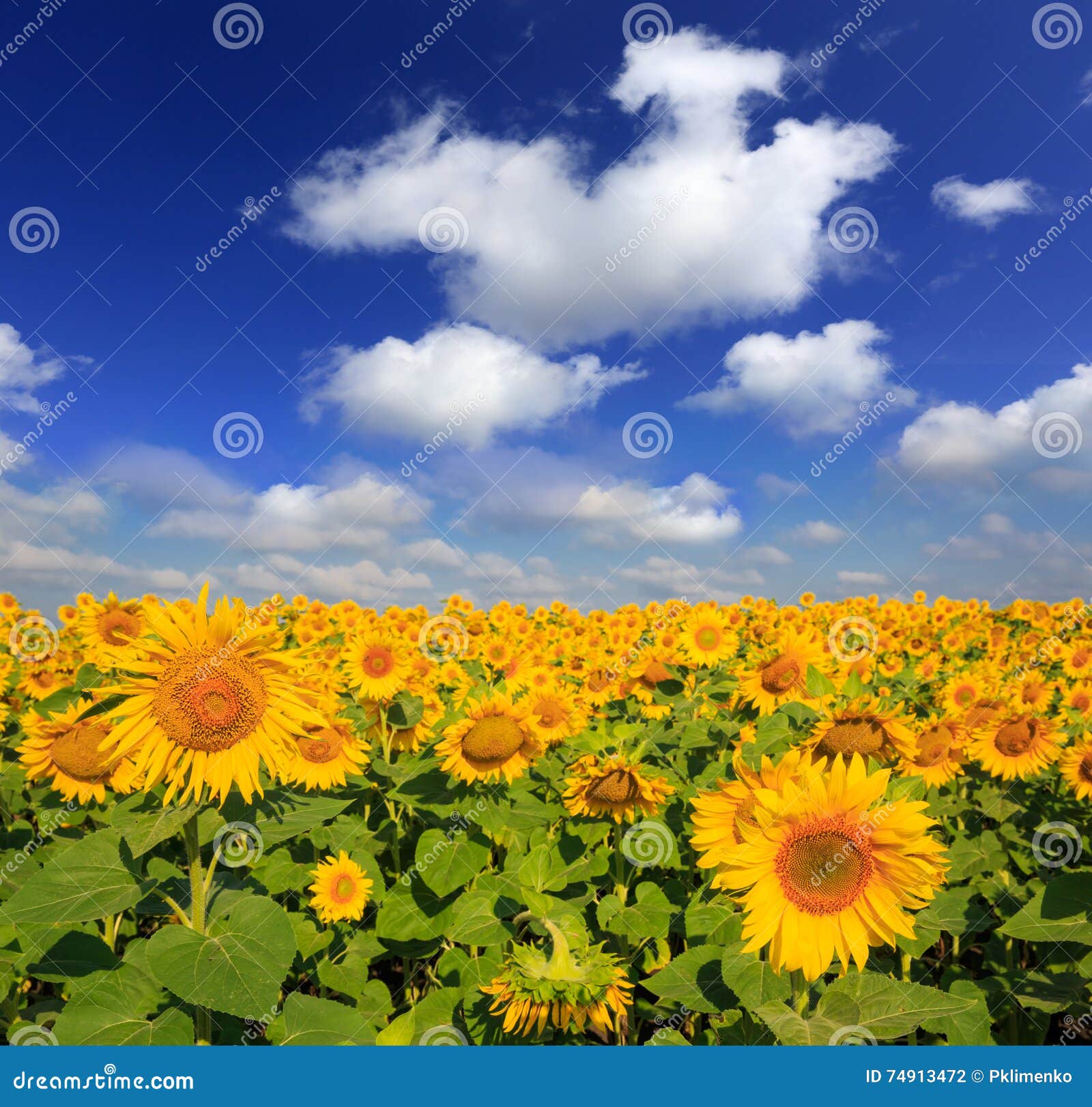 Sunflower Meadow Under Nice Sky Stock Photo - Image of landscape ...