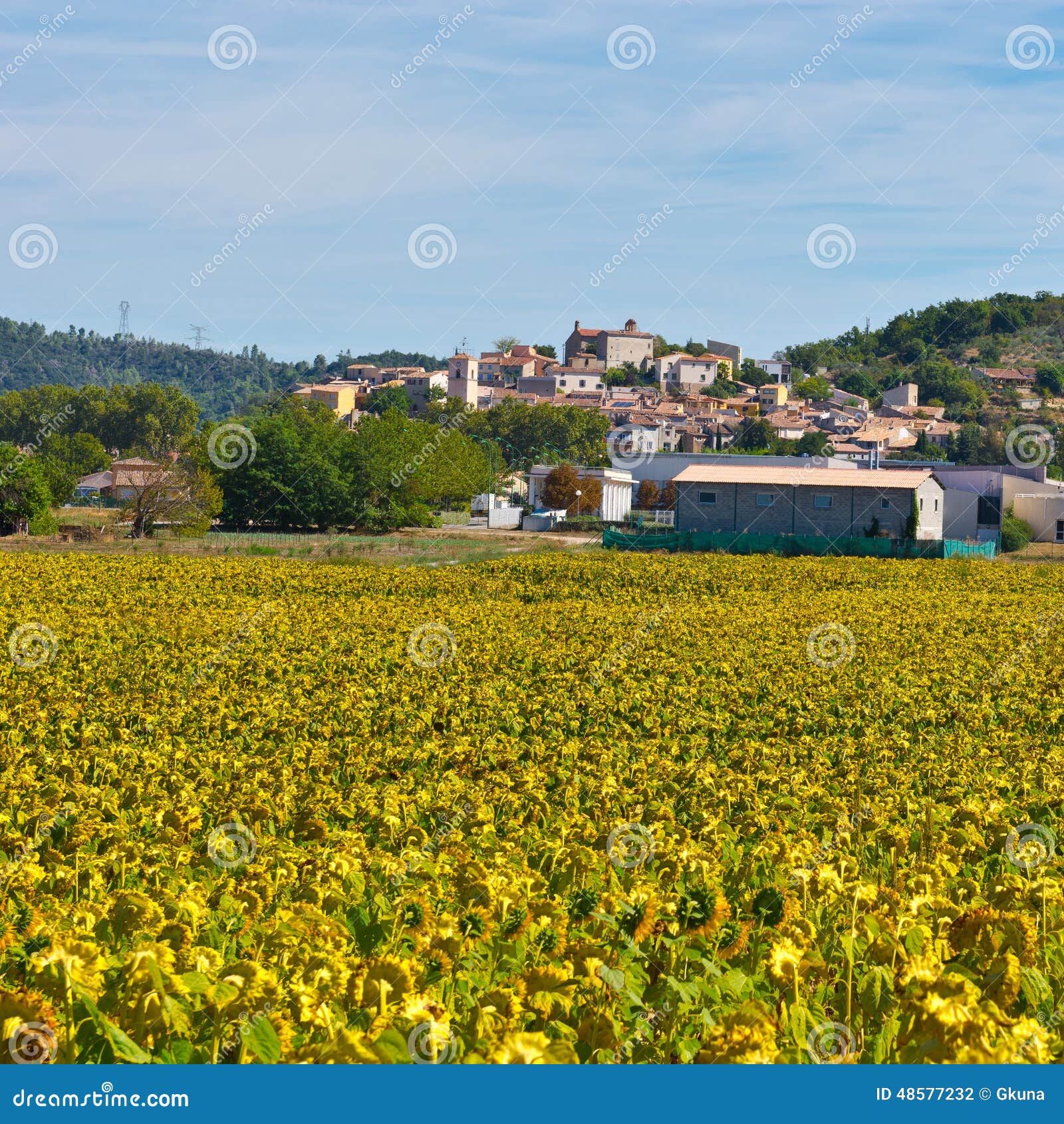 Sunflower stock photo. Image of blossom, cityscape, green - 48577232