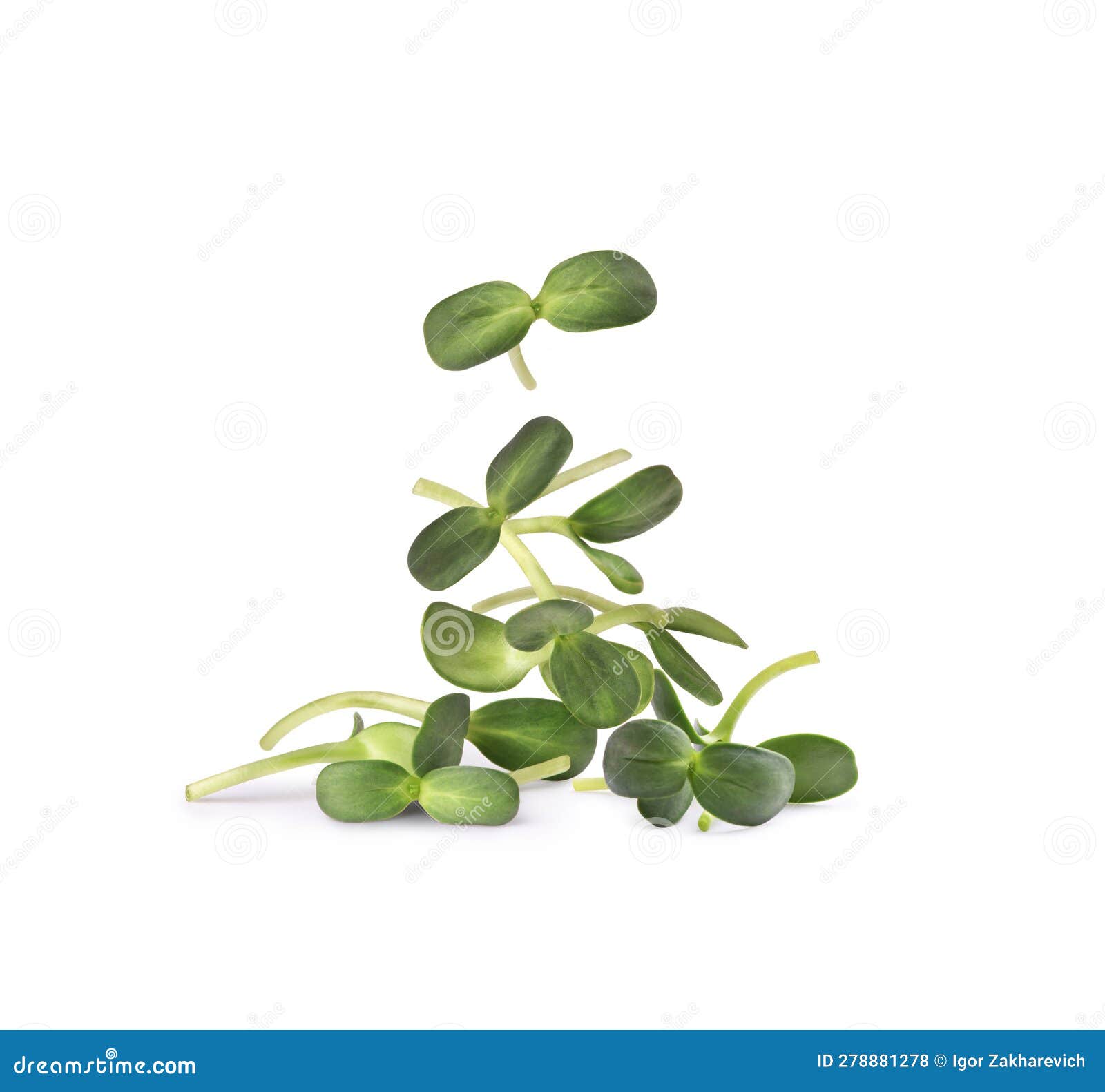 Sunflower Leaves Microgreen on White Background Stock Photo - Image of ...