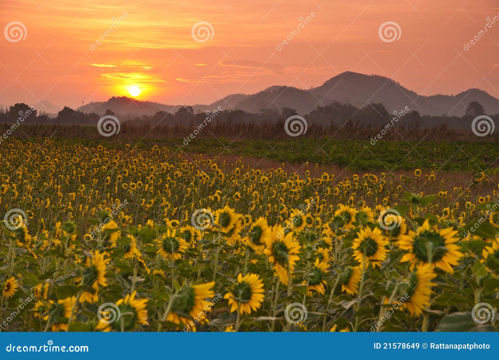 Sunflower in the morning stock image. Image of outdoor - 21578649