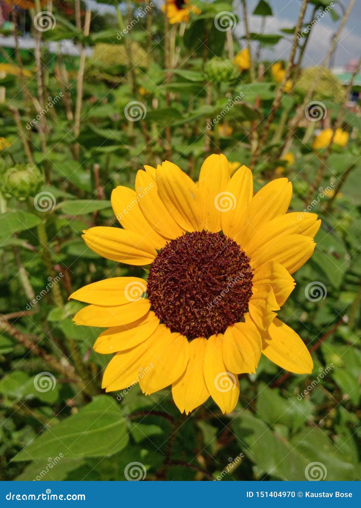 Sunflower in the morning stock photo. Image of morning - 151404970